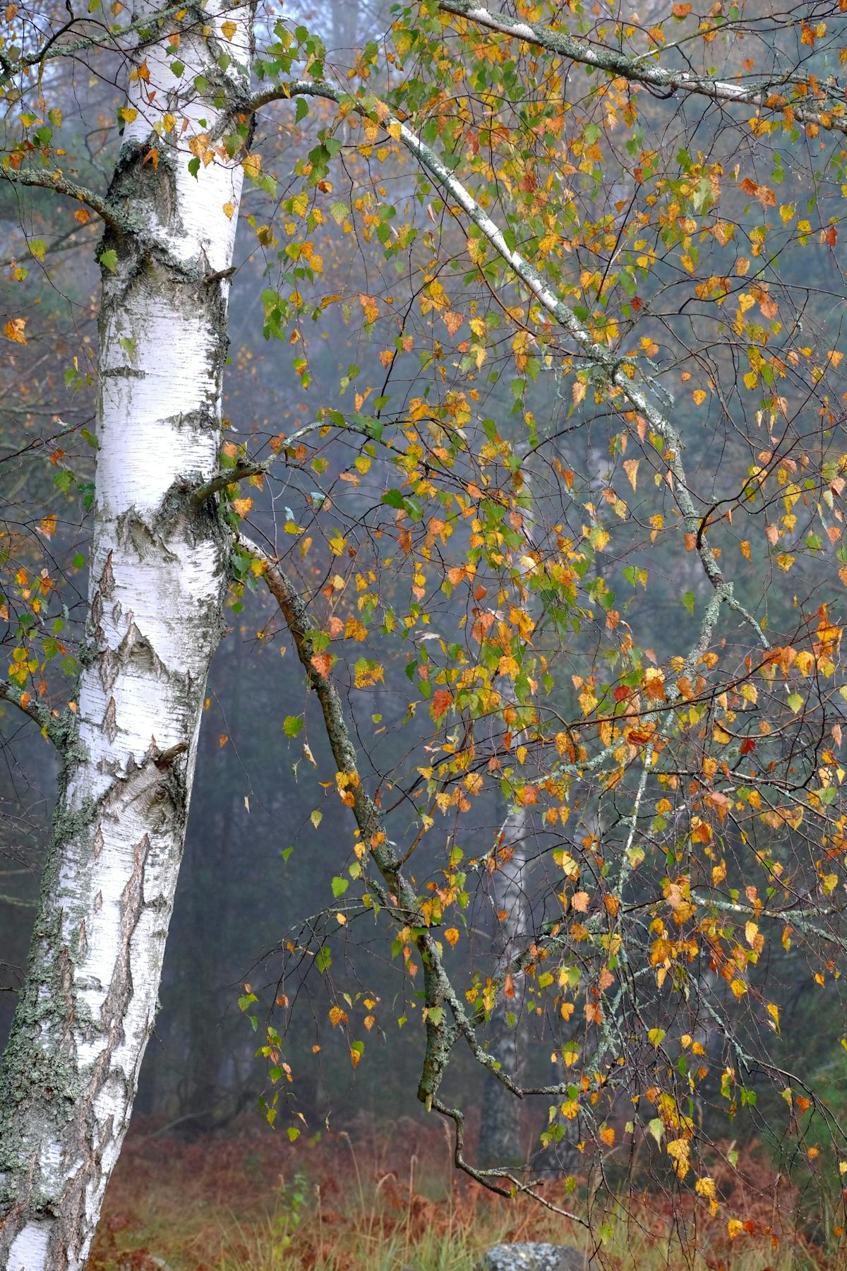 Misty Forest Photos, Download The BEST Free Misty Forest Stock Photos ...