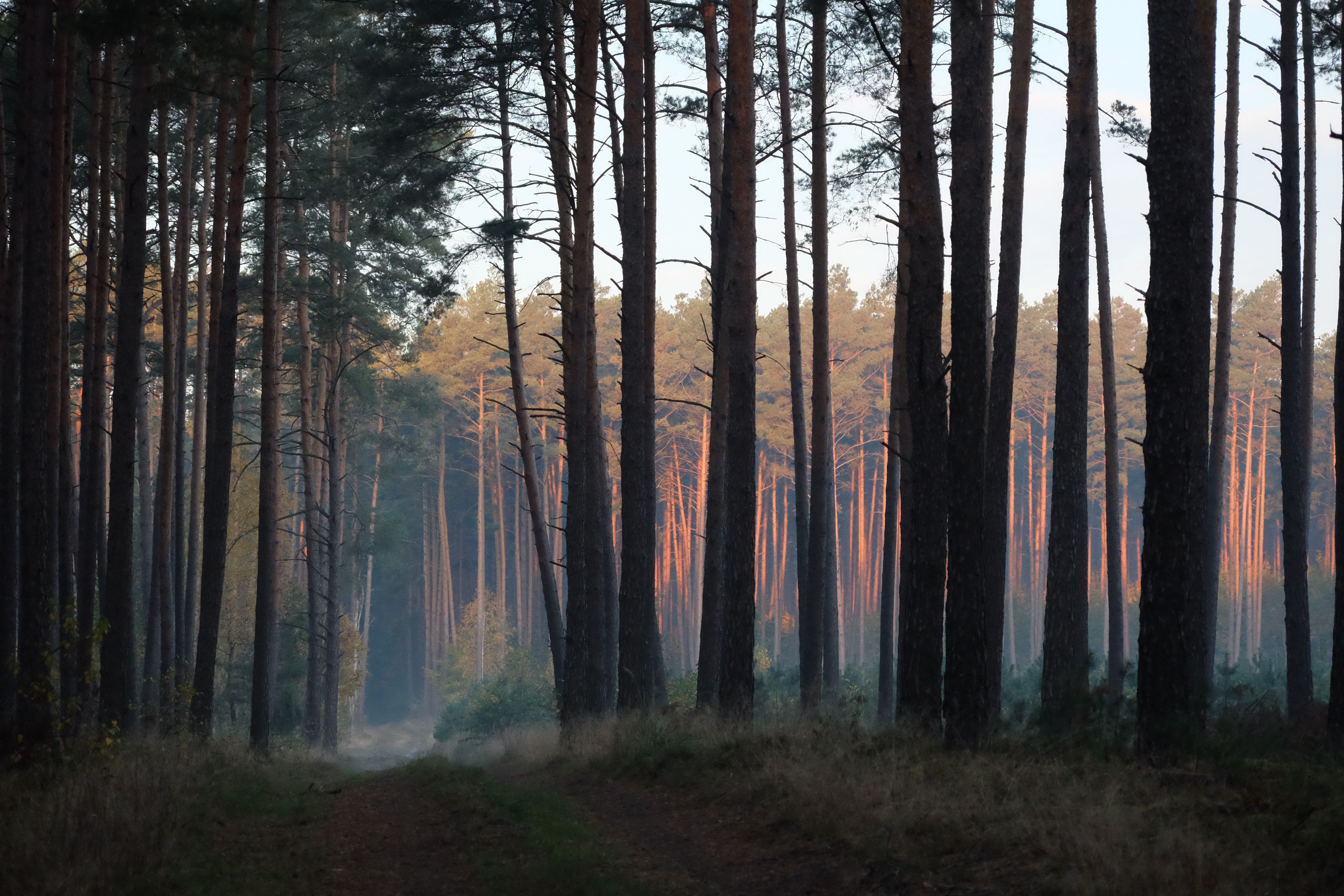 Serene Forest Path at Sunset · Free Stock Photo