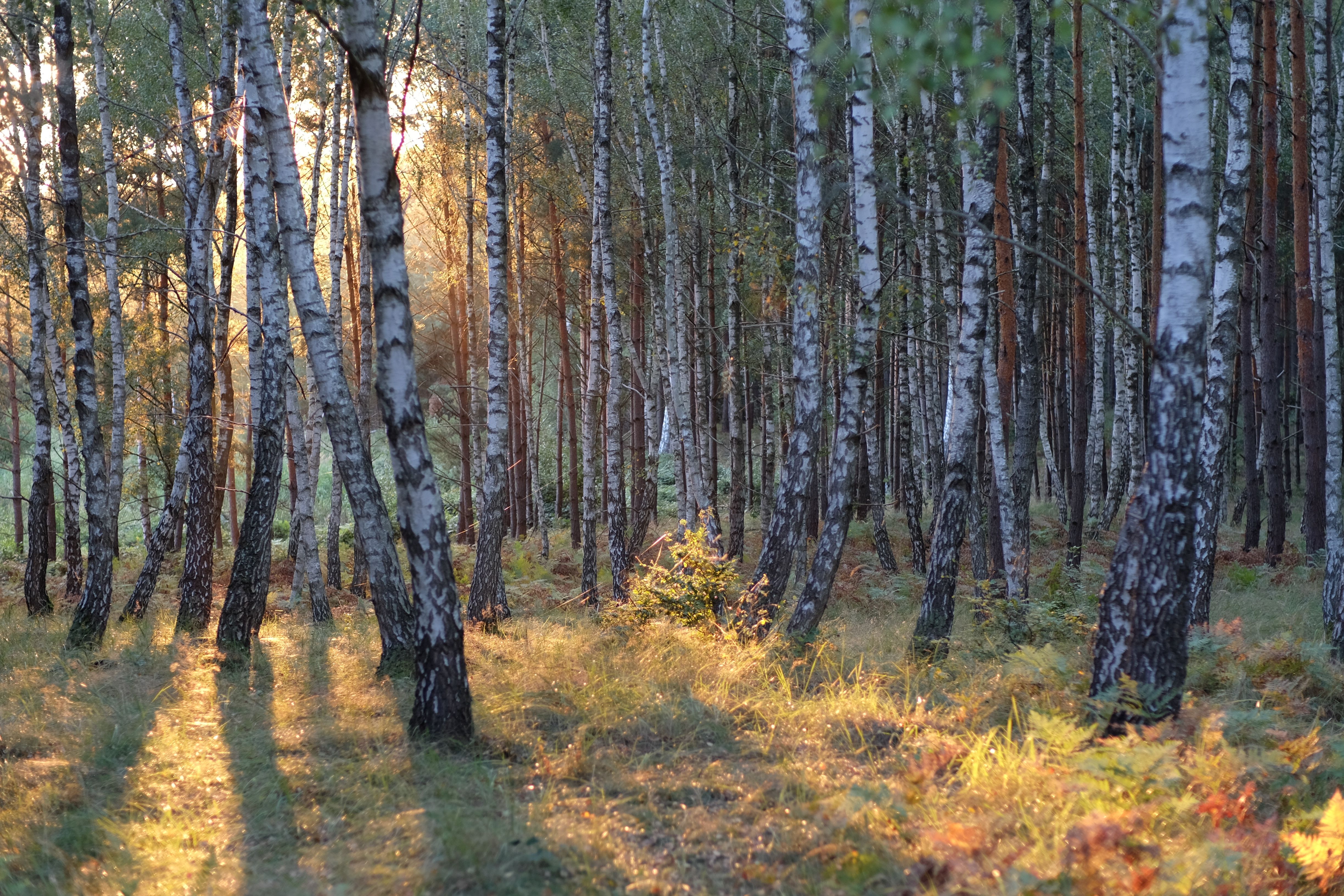 Facts About Birch Trees Reveal Their Vital Role in Nature