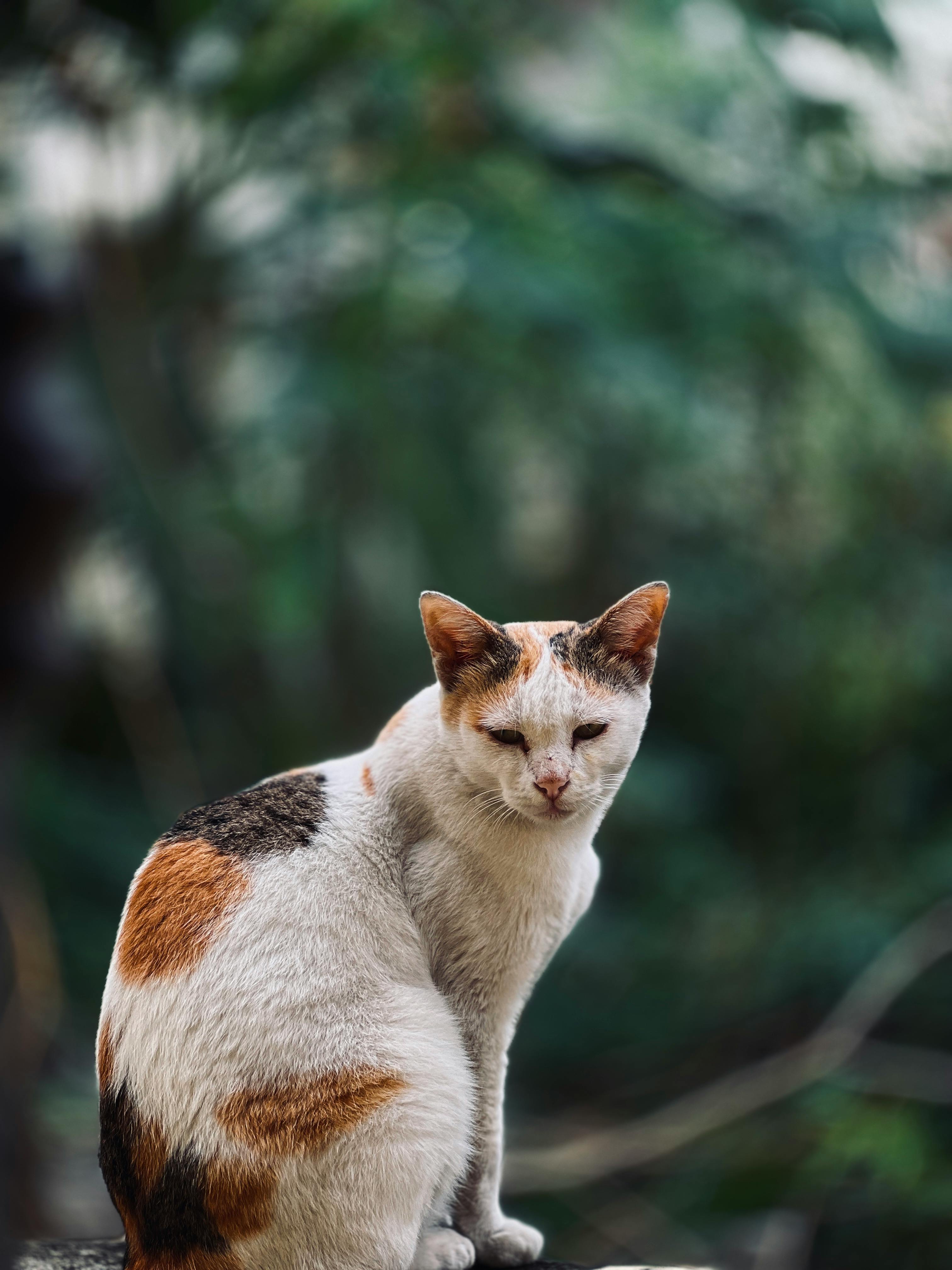 Calico Cat in Lush Outdoor Indian Setting · Free Stock Photo