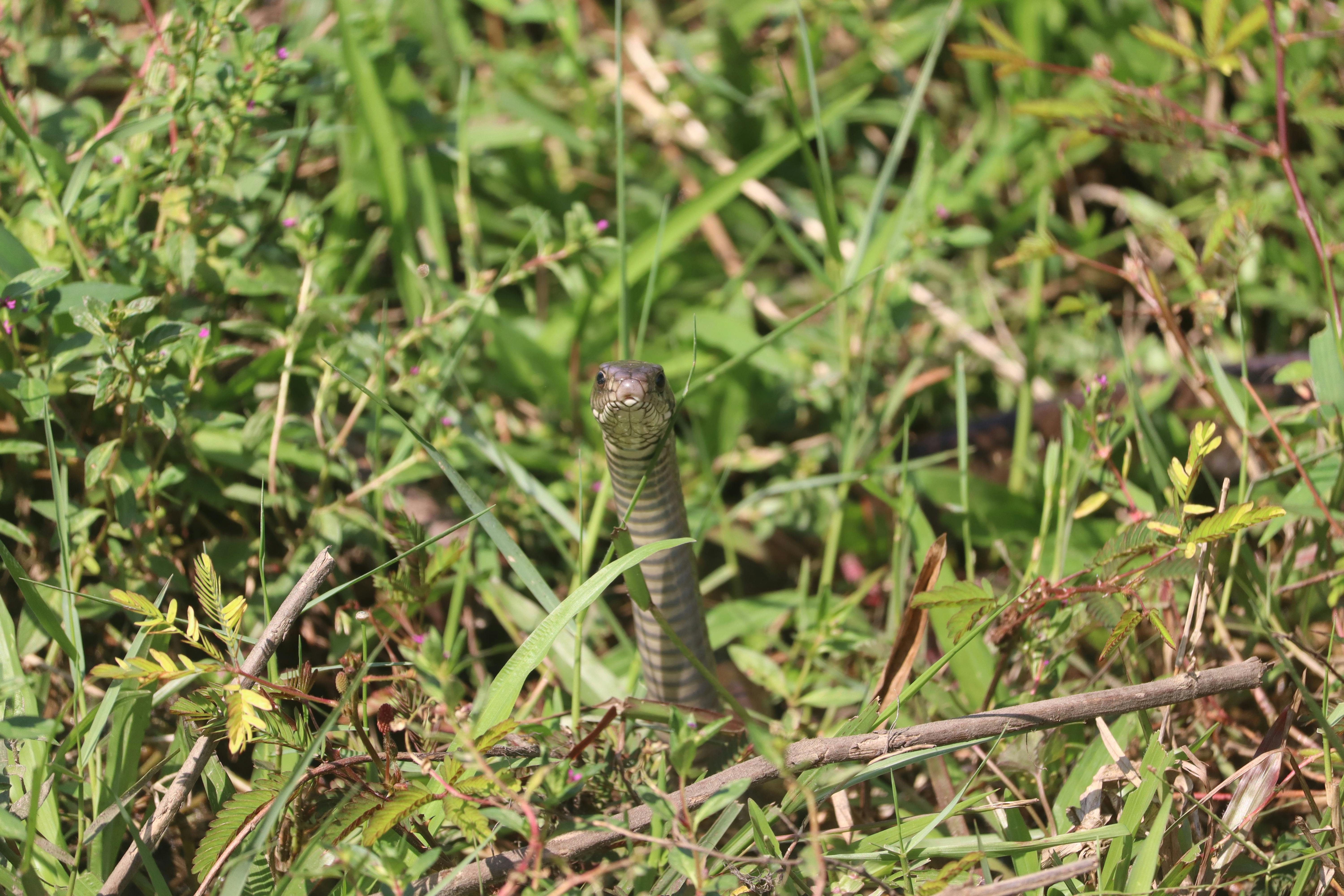 Snake in the Grass Exploring Its Natural Habitat · Free Stock Photo