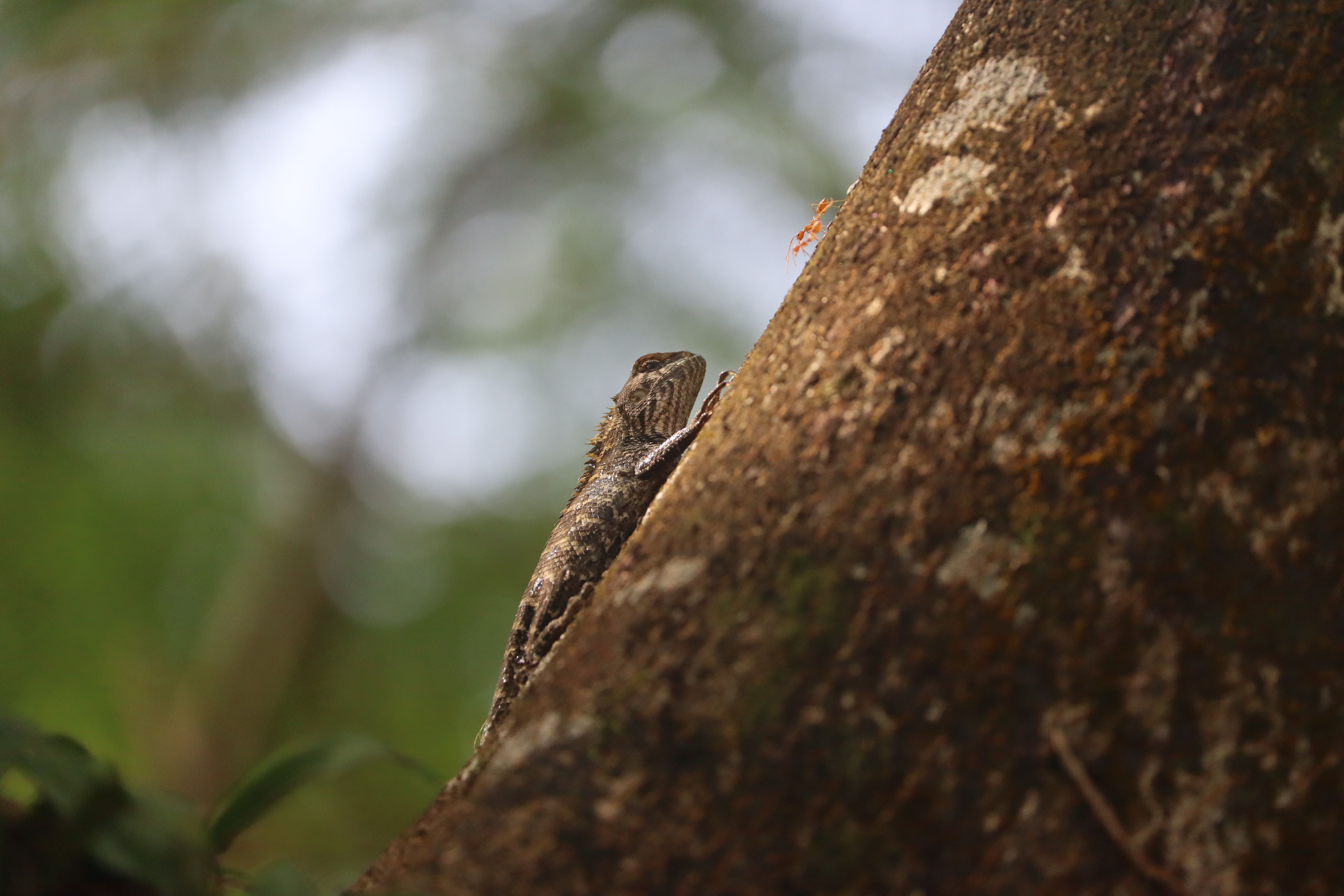 Camouflaged Lizard Clinging to a Tree · Free Stock Photo