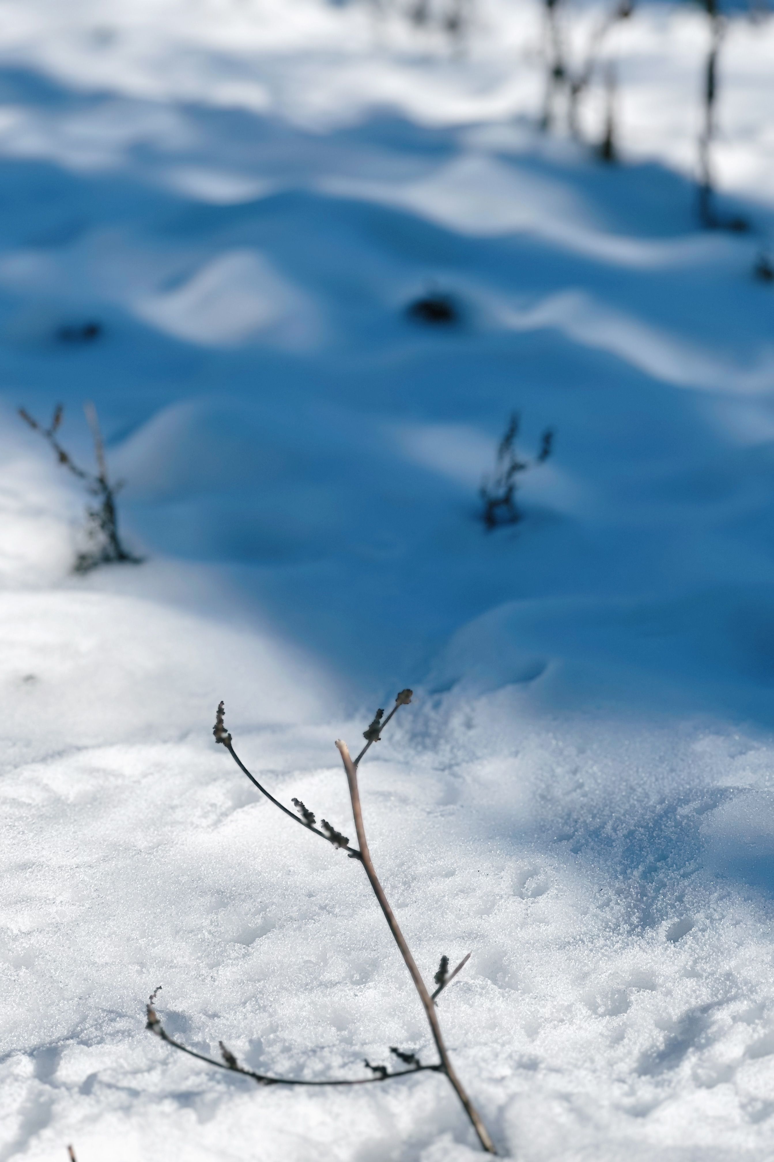 Barren Branch in Snowy Talgar Landscape · Free Stock Photo