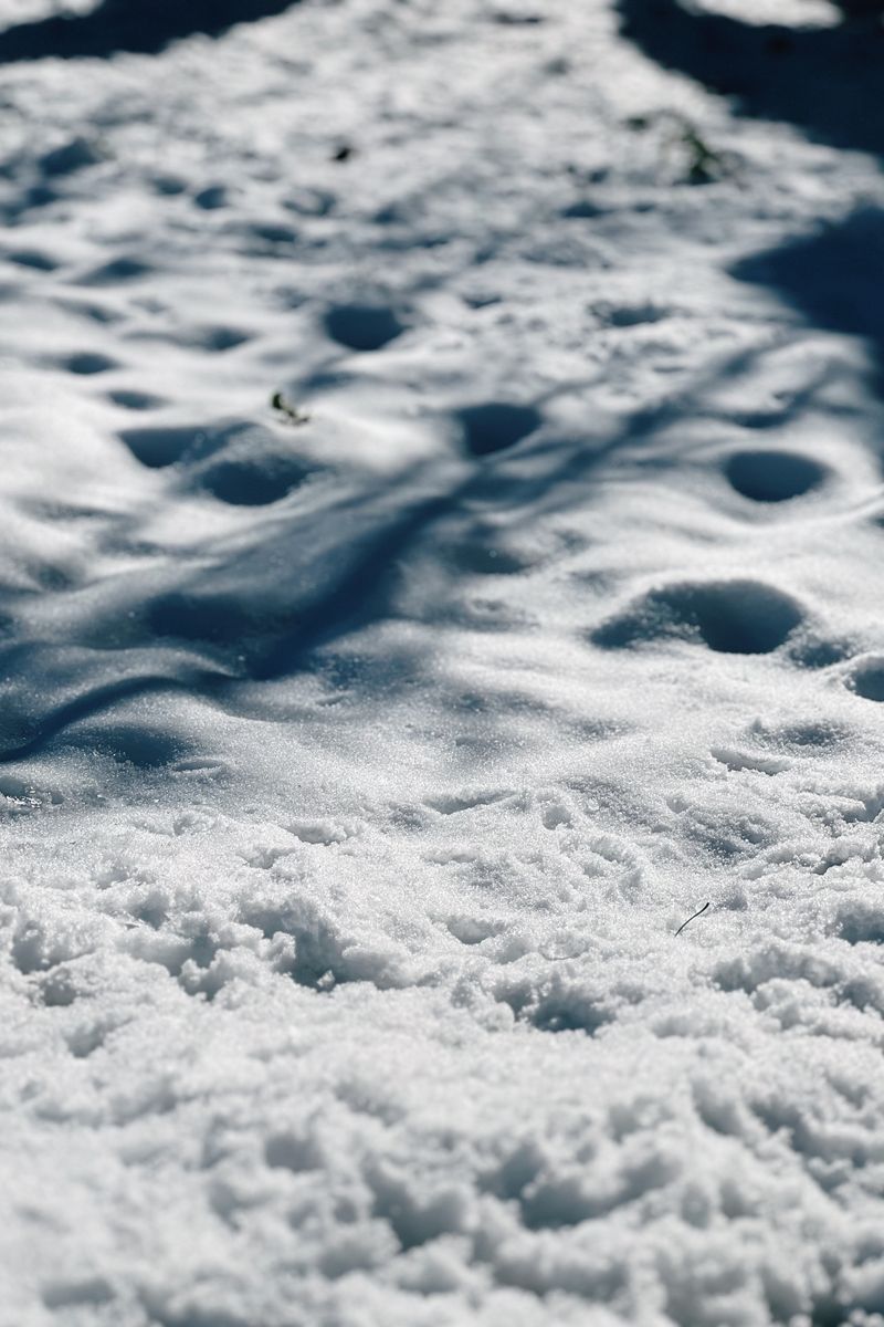 Snow Landscape Photos, Download The BEST Free Snow Landscape Stock ...