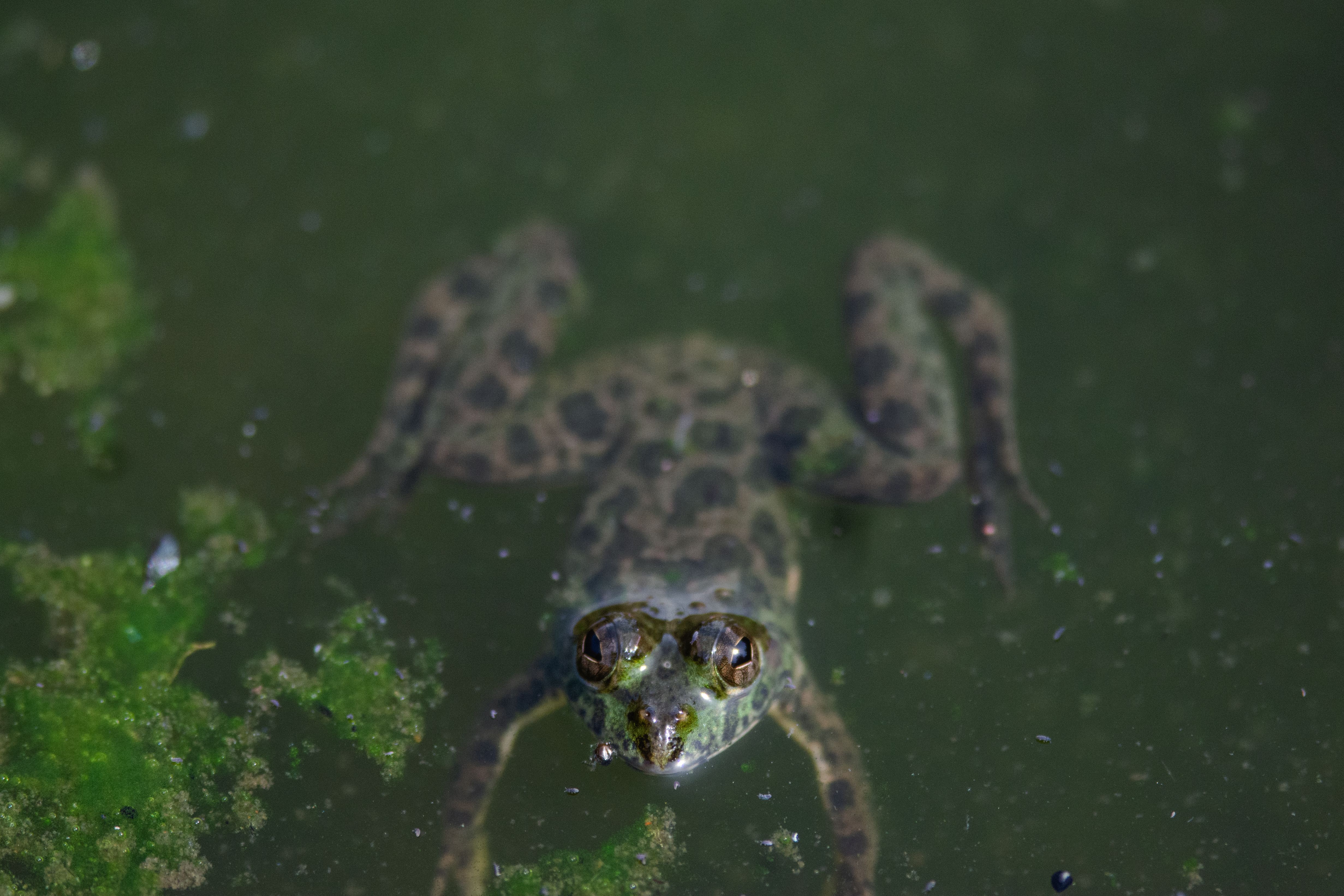 Green Photograph of a Frog and Frogspawn · Free Stock Photo