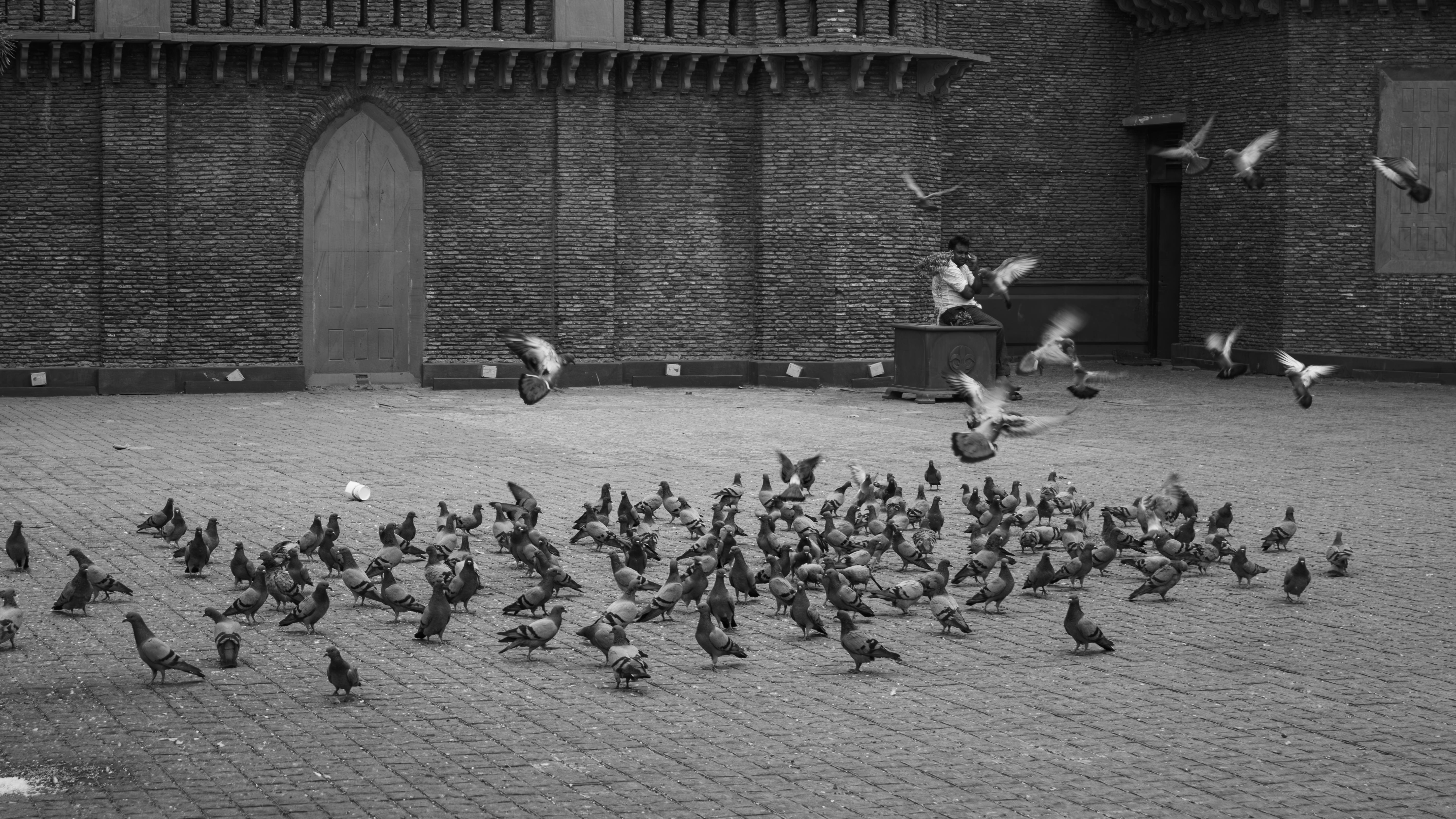 Pigeons Flocking in Amritsar Courtyard · Free Stock Photo