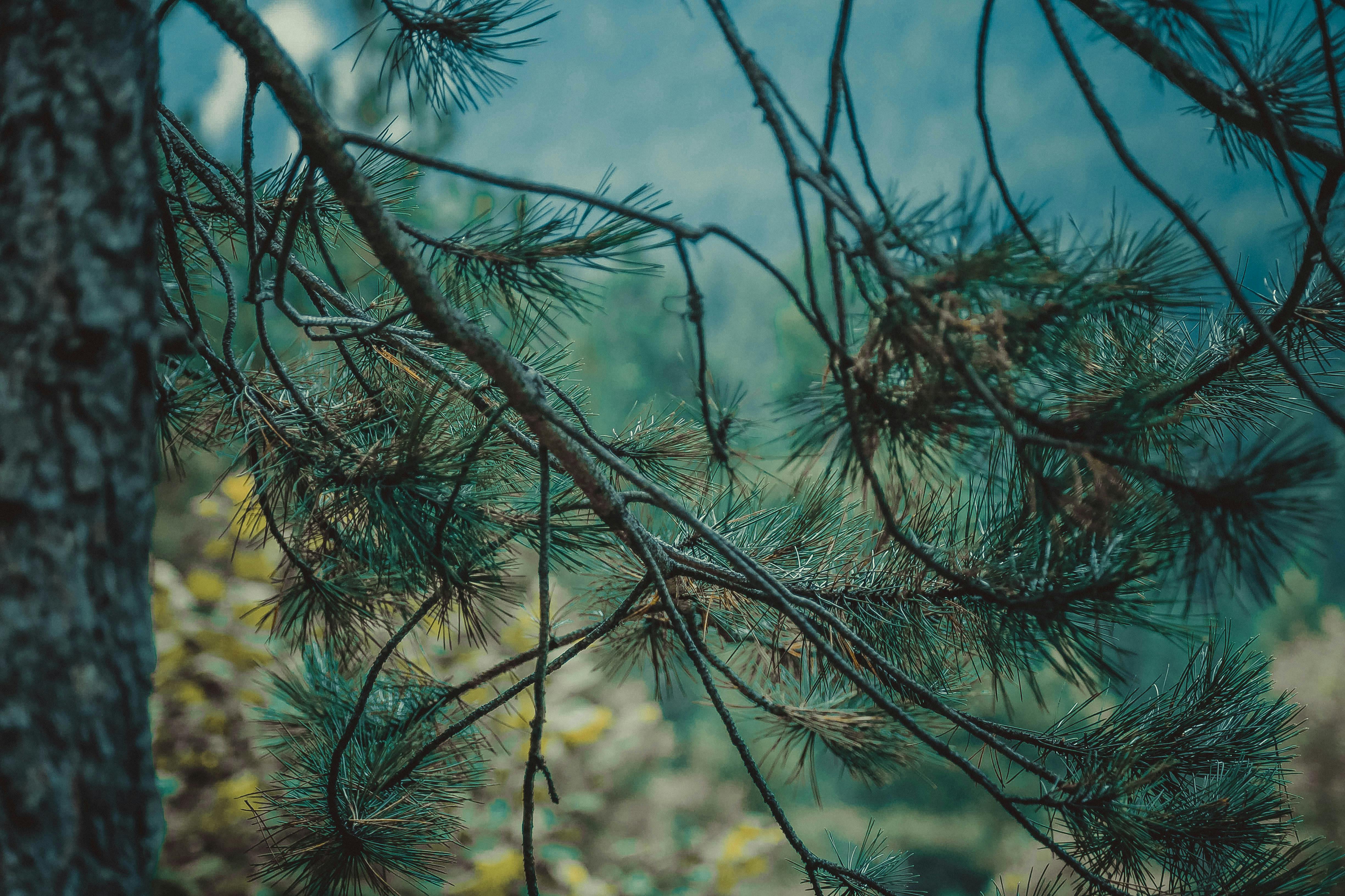 Photography of Green Pine Tree · Free Stock Photo