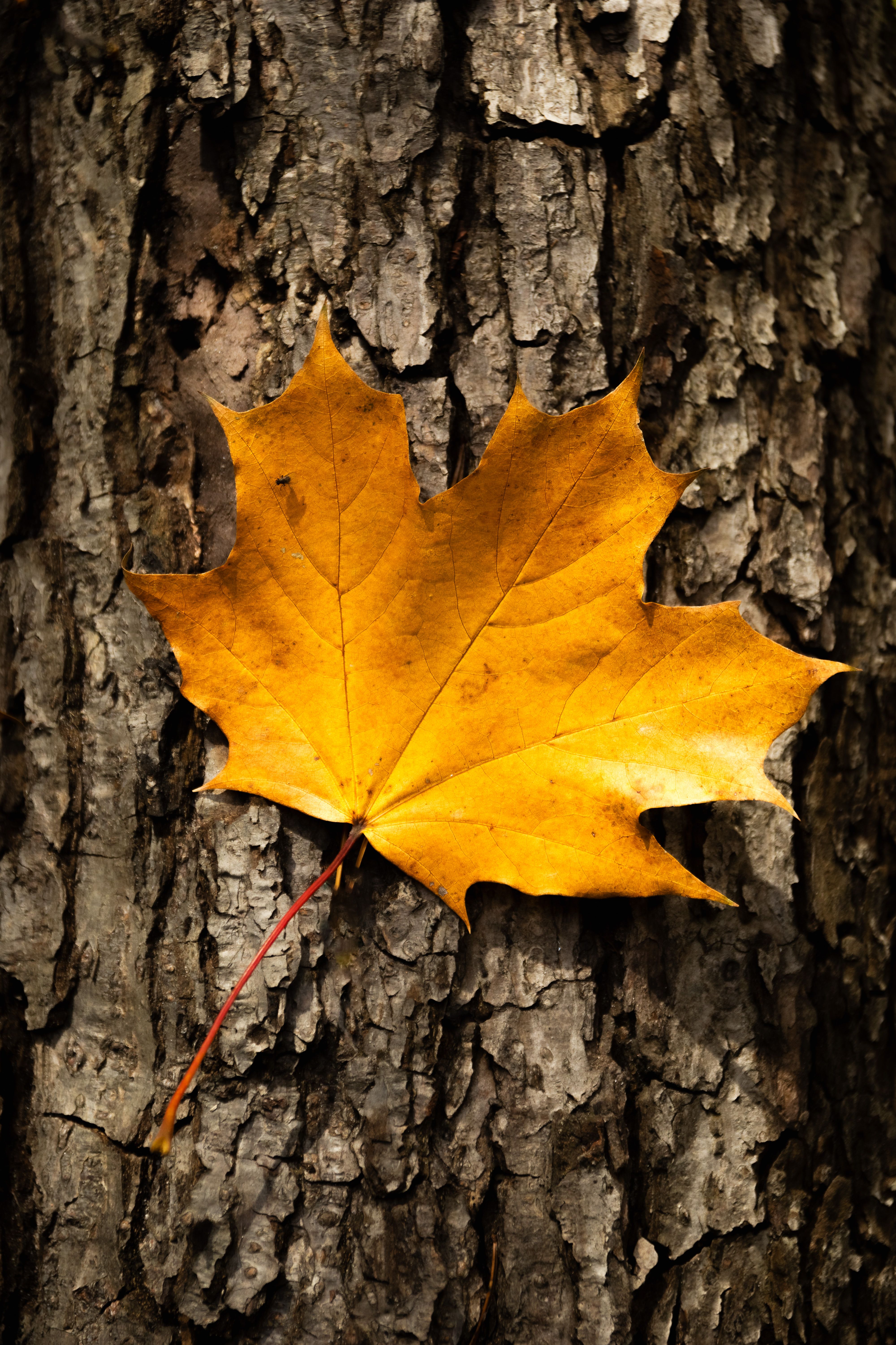 Vibrant Maple Leaf on Tree Bark in Autumn · Free Stock Photo