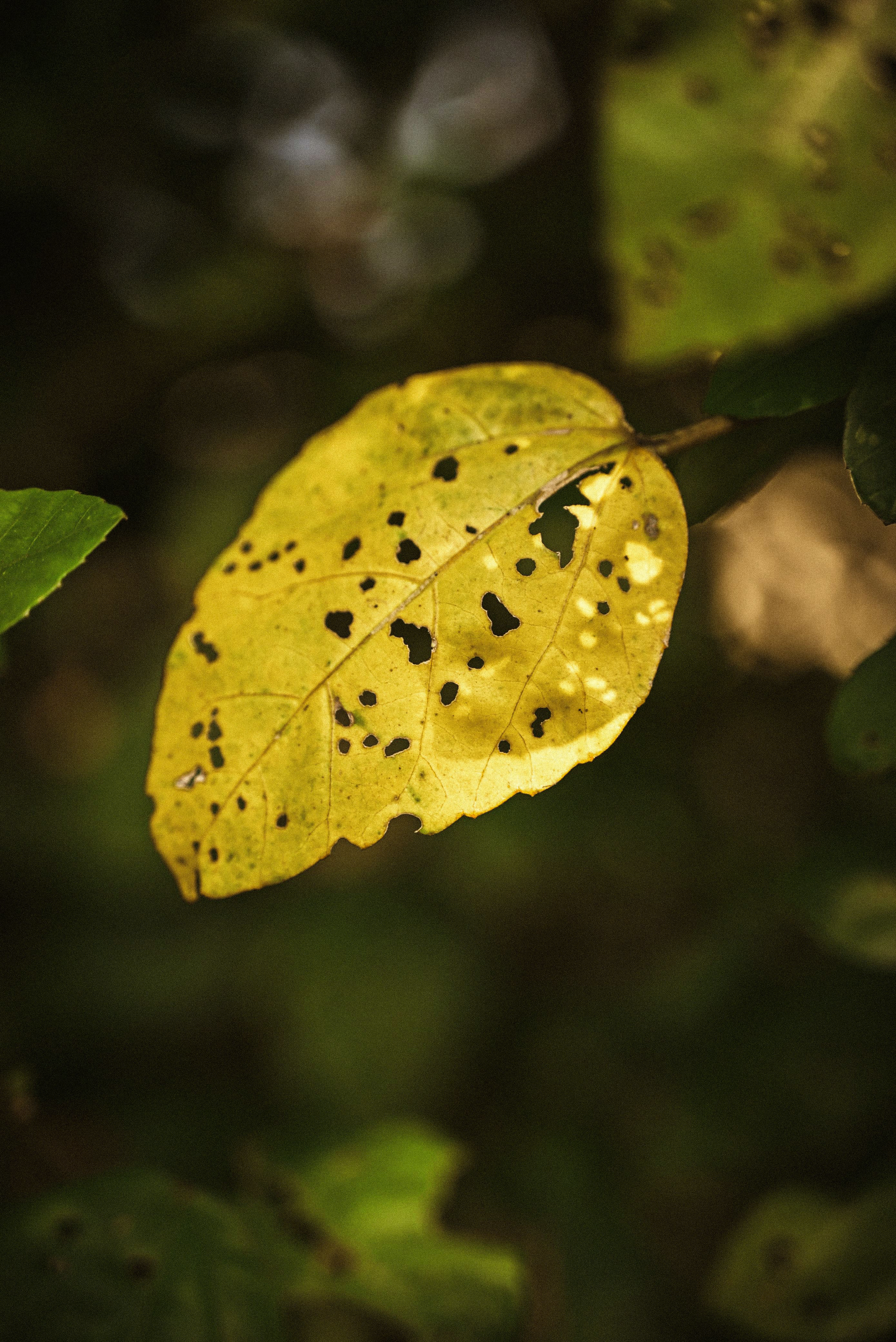 Skydon pereira - 写真