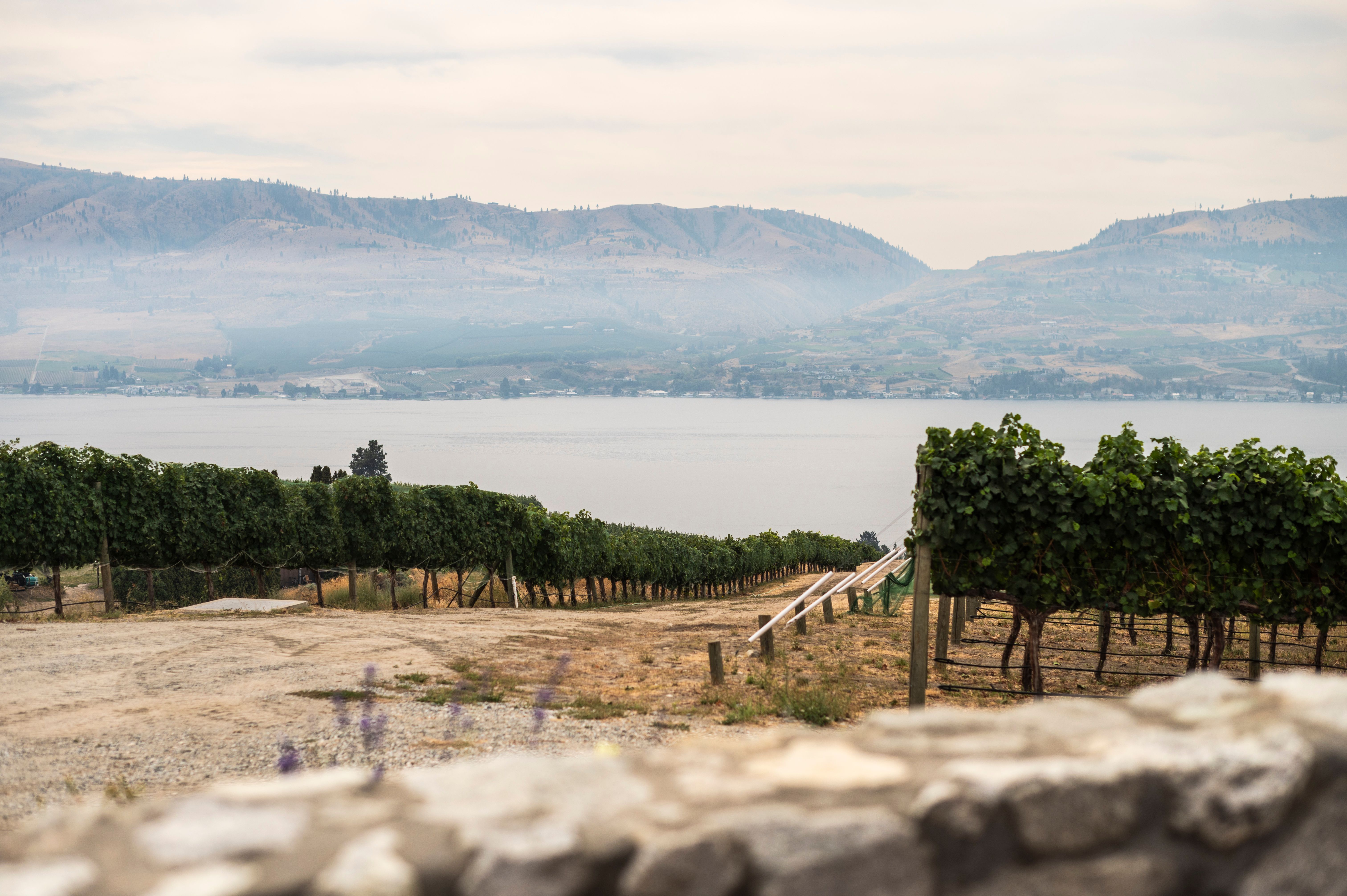Beautiful Vineyard Overlooking Calm Lake and Mountains · Free Stock Photo