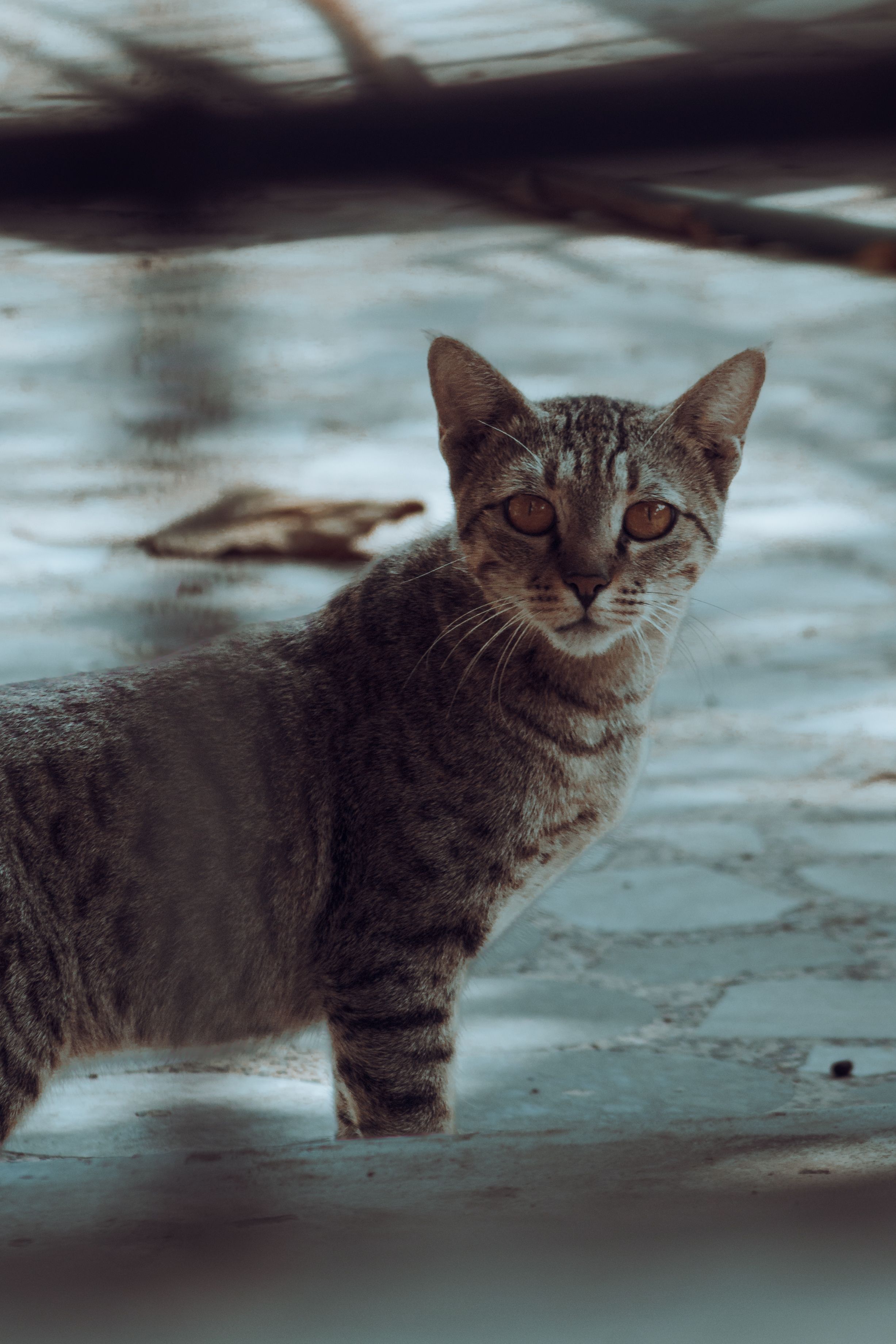 Portrait of a Stray Tabby Cat Outdoors · Free Stock Photo