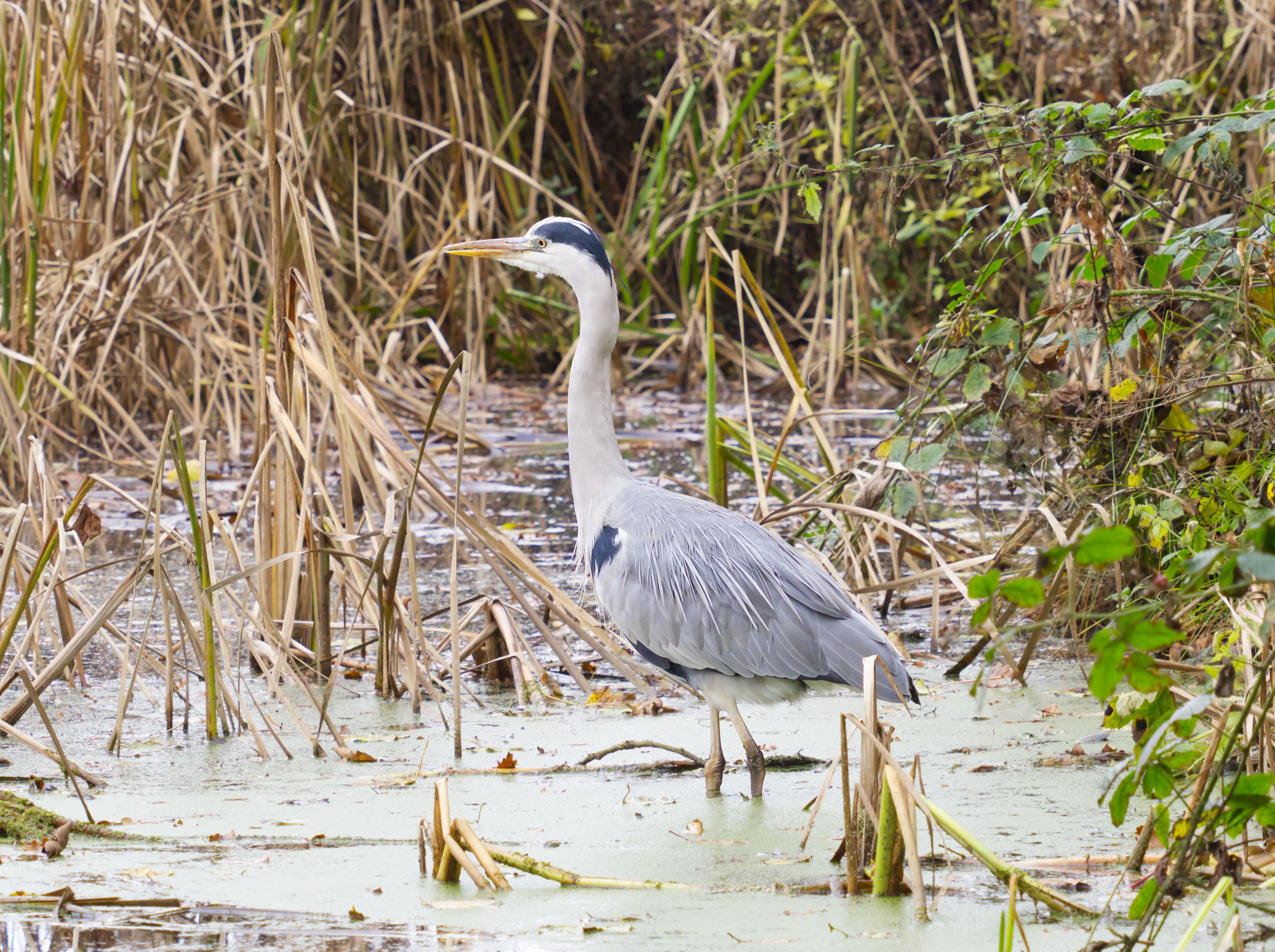 Majestic Heron in Northern Ireland Wetlands · Free Stock Photo