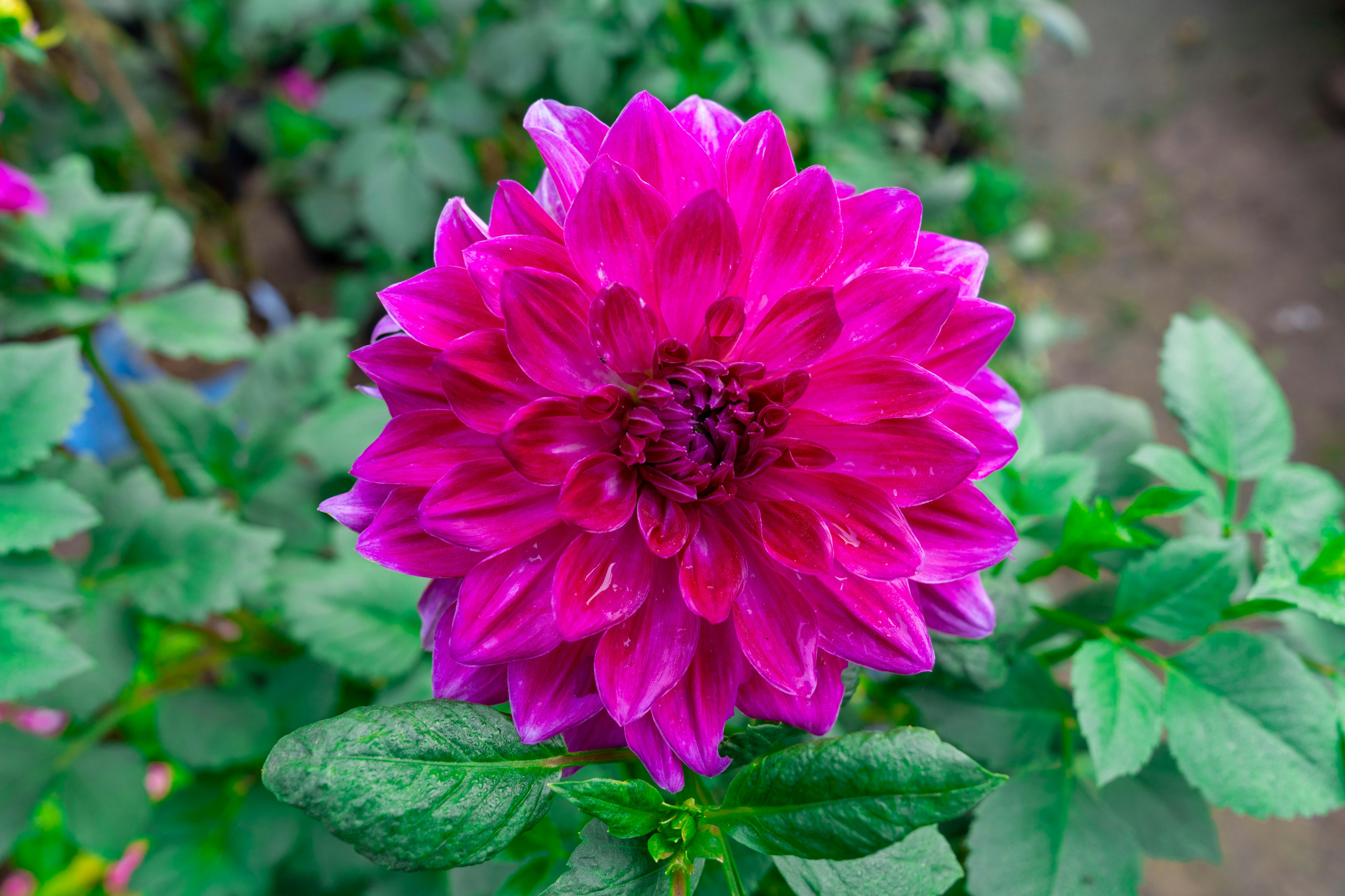 Vibrant Pink Dahlia Flower in Full Bloom · Free Stock Photo