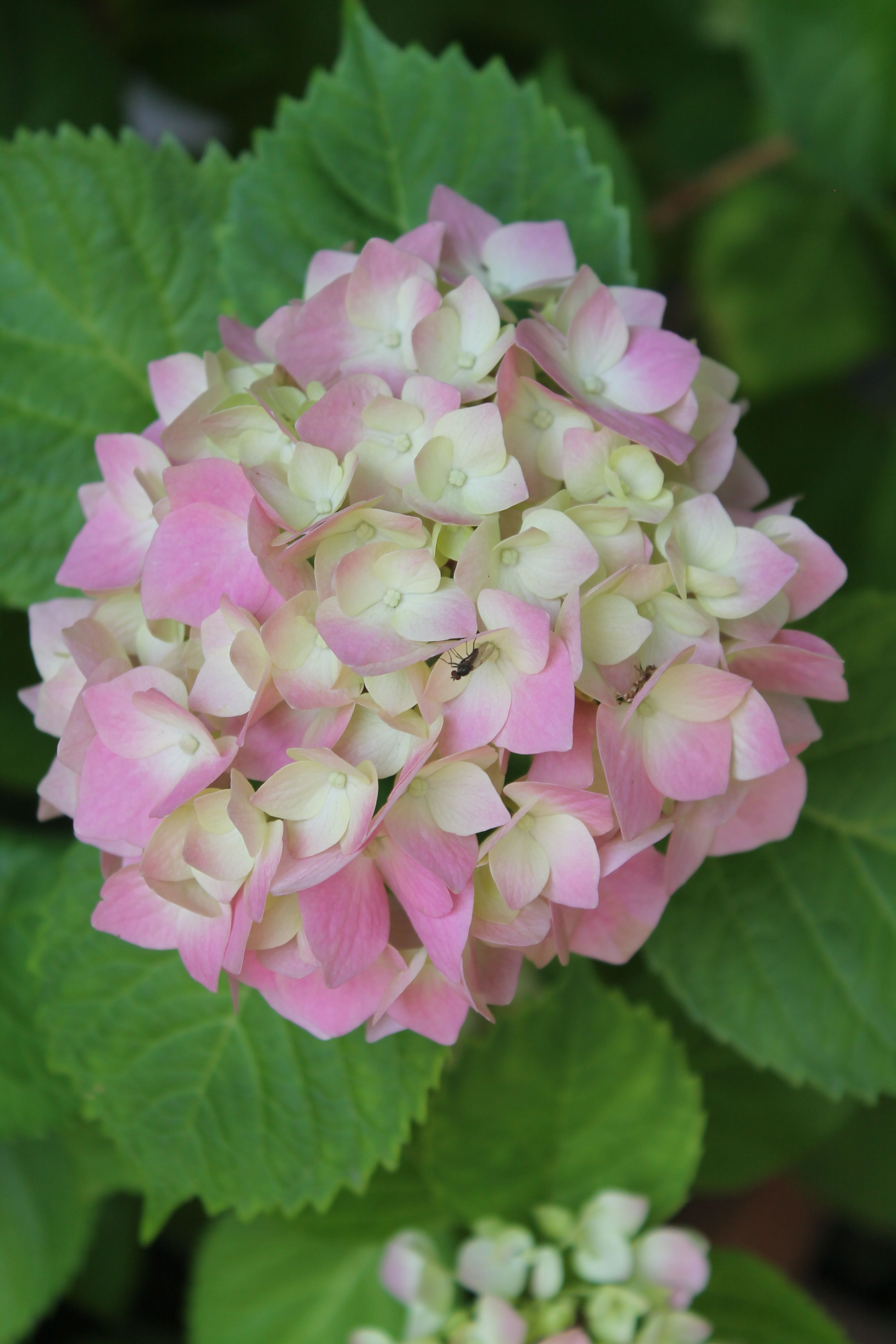 Close-up of Pink Hydrangea Blooms in Full Detail · Free Stock Photo