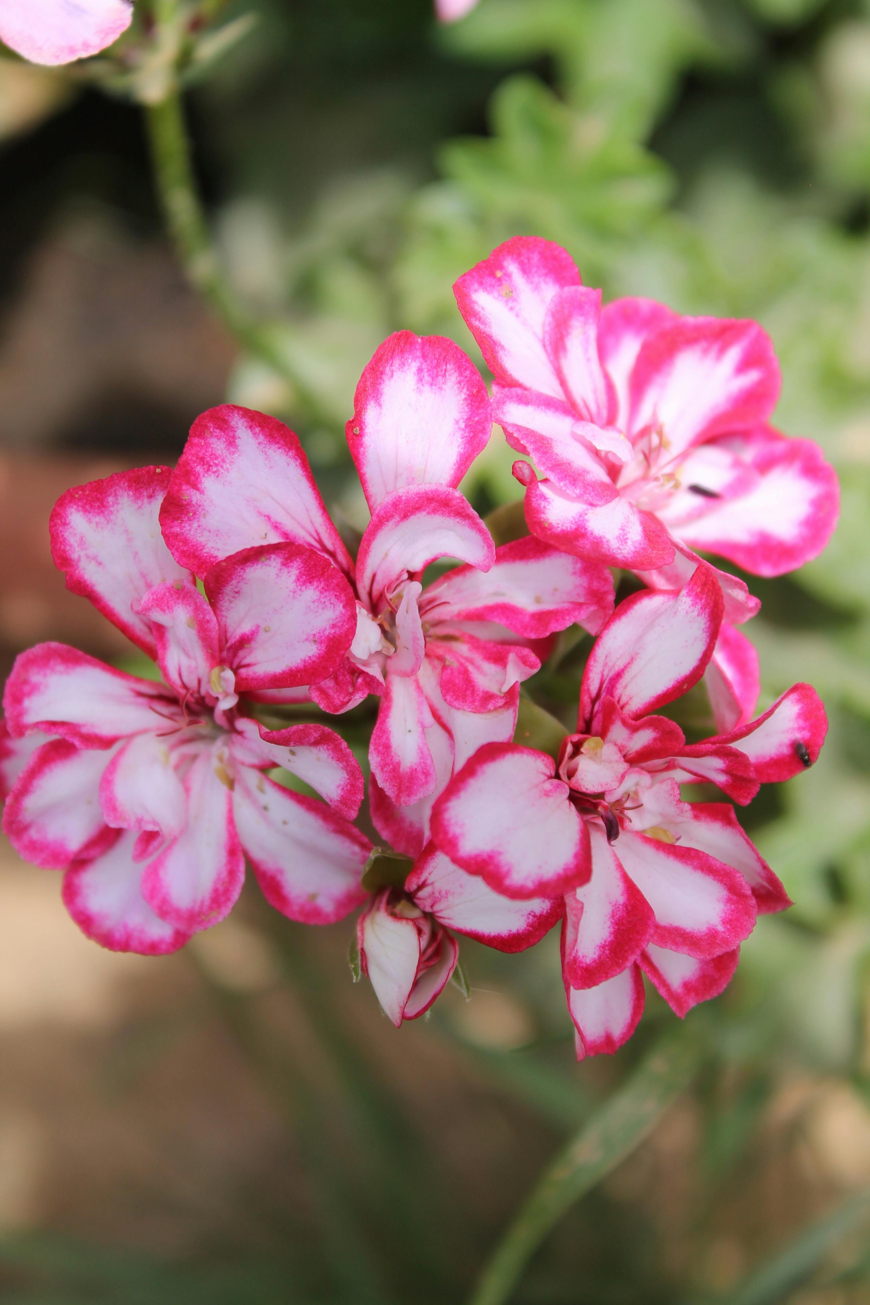 Flower Garden Lanscape Photos, Download The BEST Free Flower Garden ...