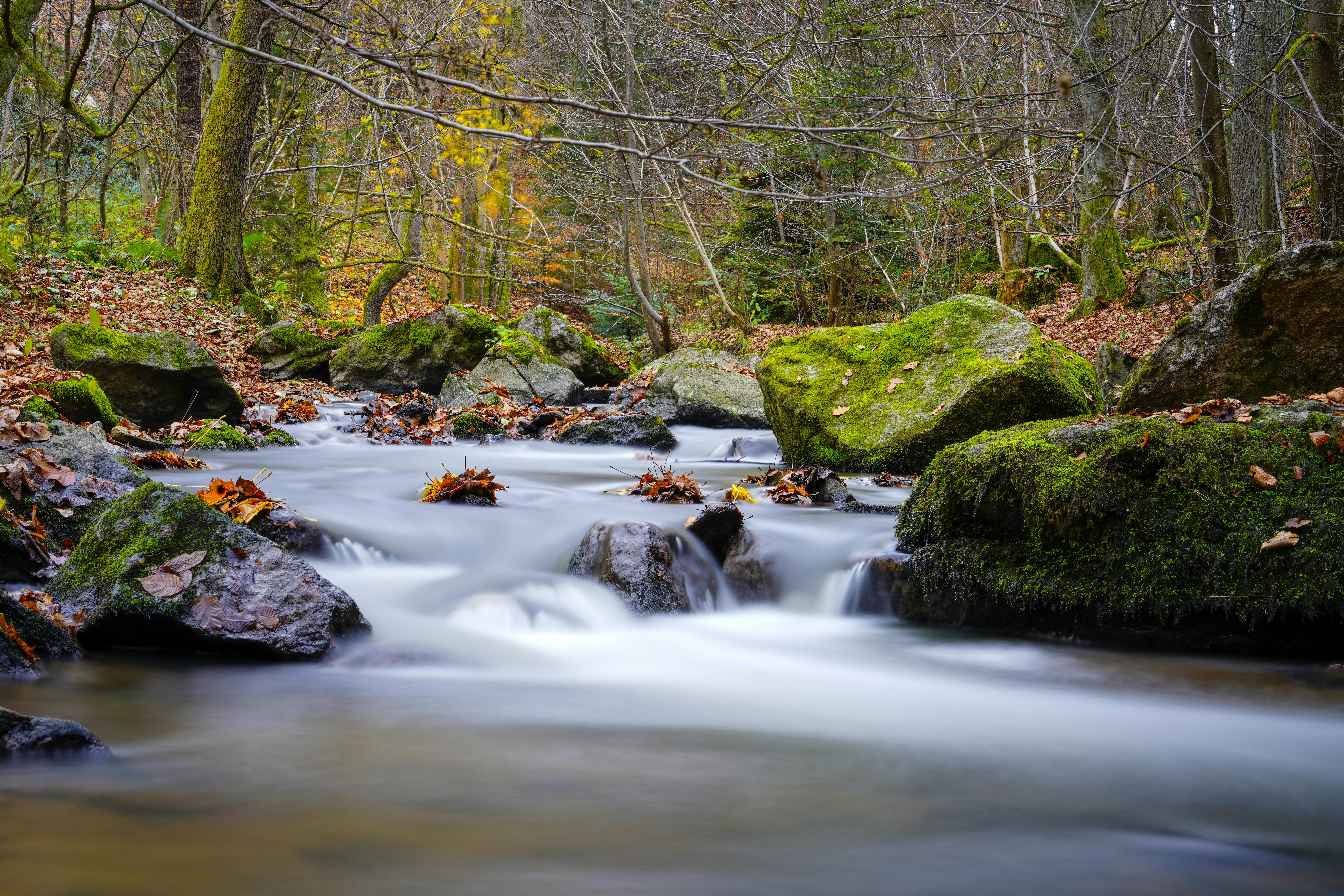 Serene Autumn Brook in Mossy Forest Landscape · Free Stock Photo
