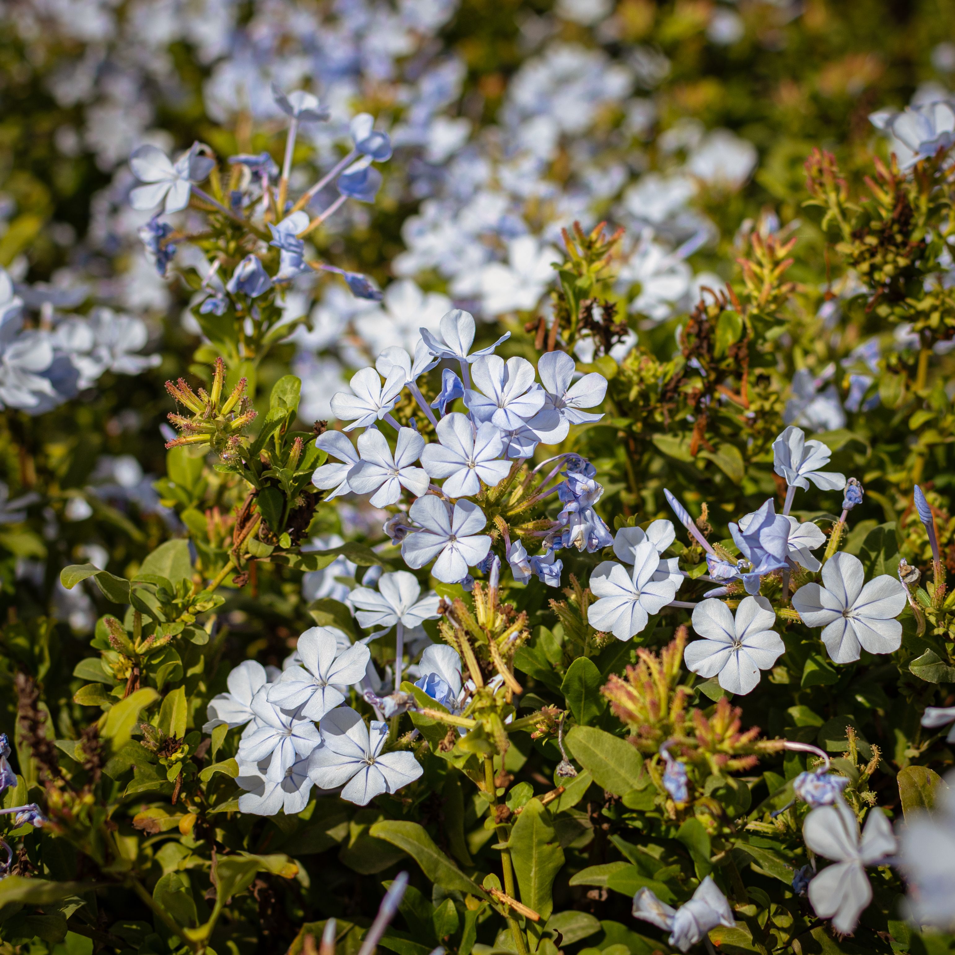 Beautiful Plumbago Flowers in Full Bloom · Free Stock Photo
