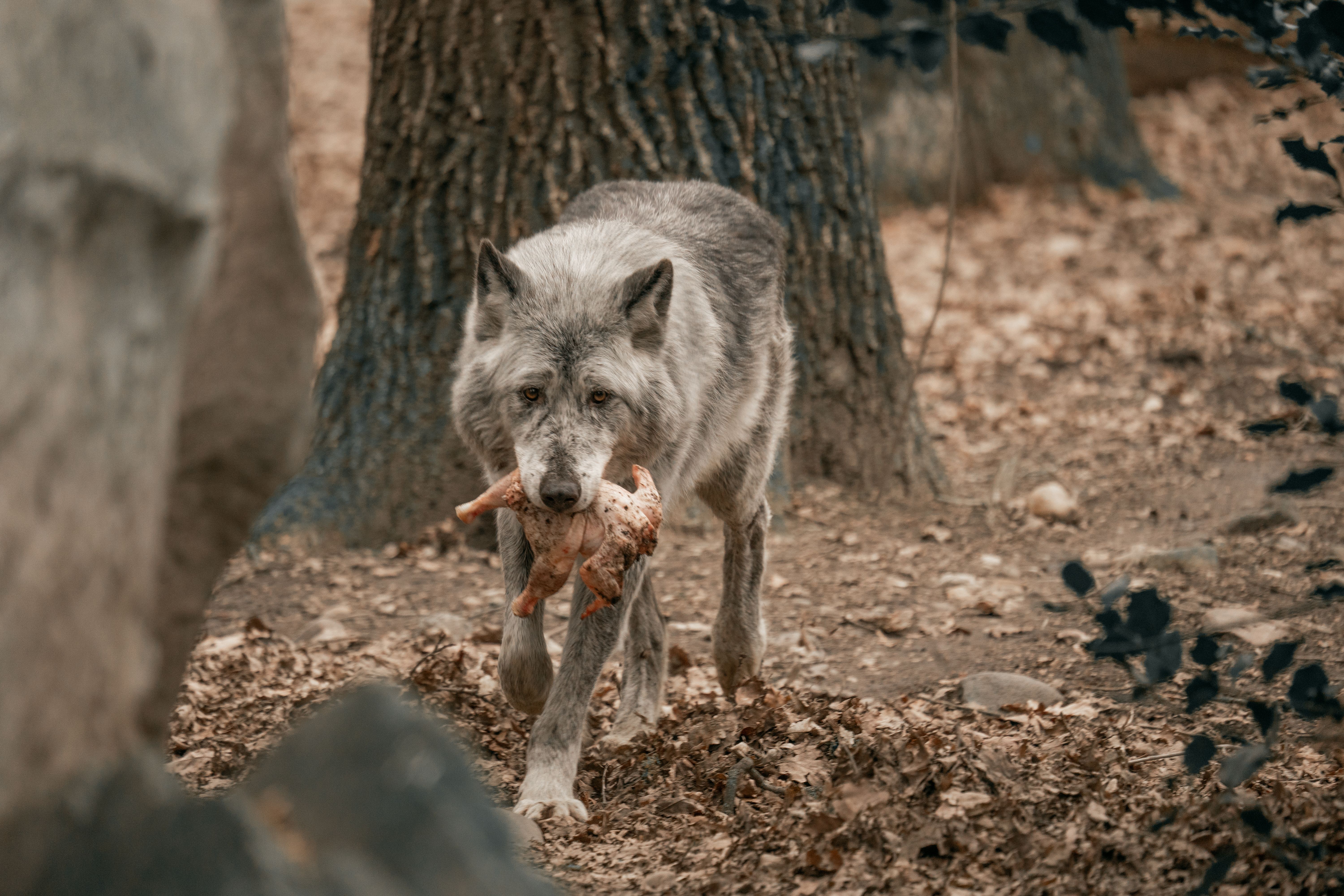 Lobo Salvaje Transportando Presa En Un Entorno Forestal · Foto de stock ...
