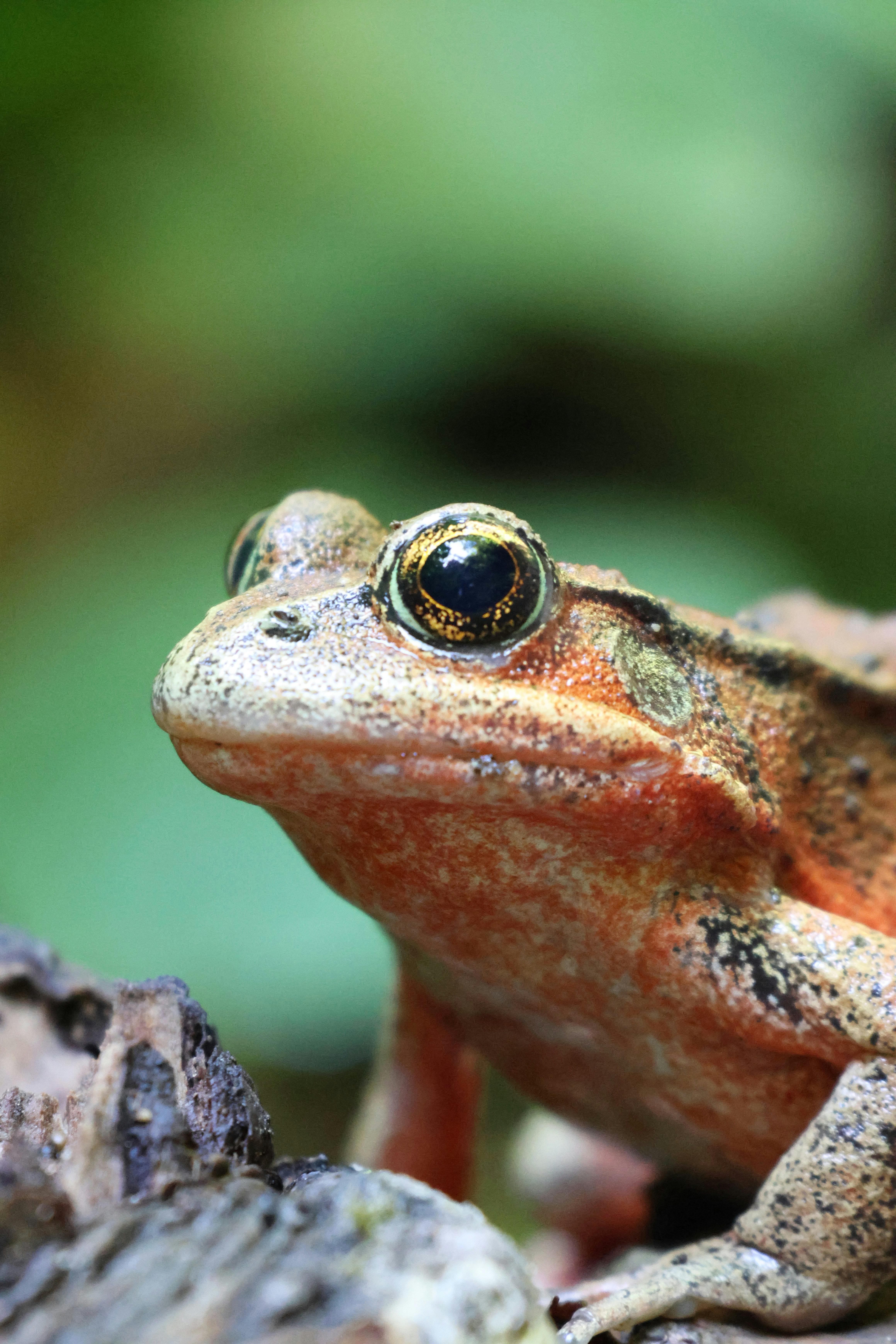 Close-Up of Colorful Frog in California Habitat · Free Stock Photo