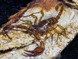 Can a Deathstalker Scorpion Kill You? What You Need to Know