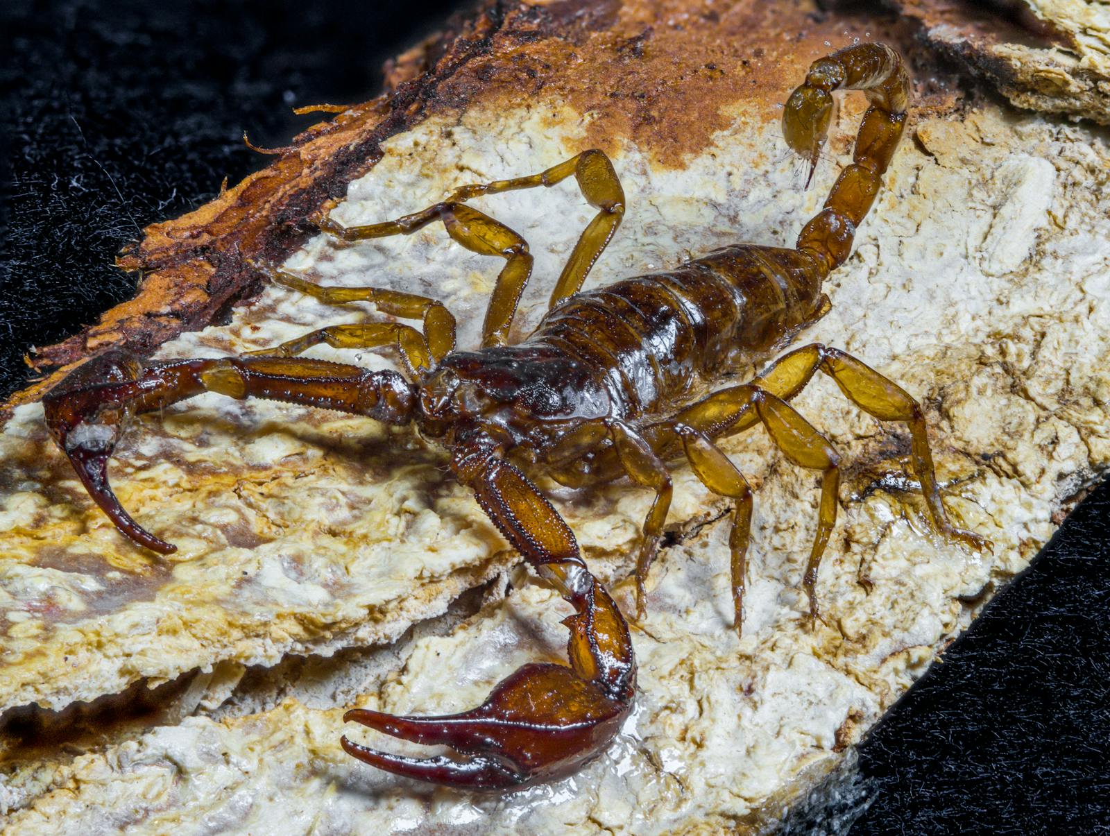 Arizona Bark Scorpion Photos, Download The BEST Free Arizona Bark ...
