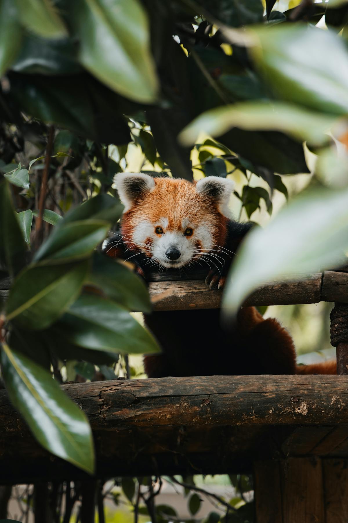 Red Panda Photos, Download The BEST Free Red Panda Stock Photos & HD Images