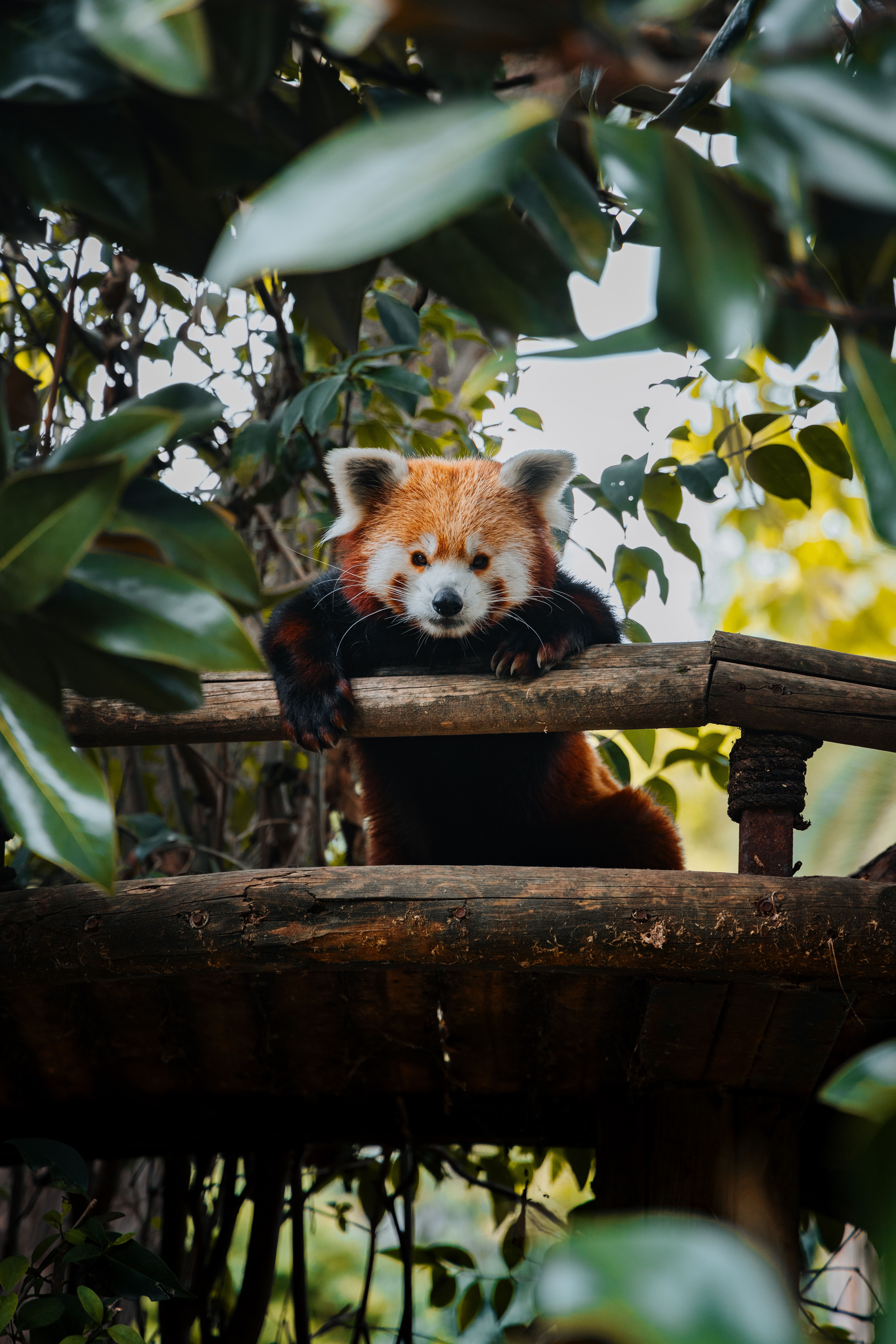 Adorable Panda Rojo Trepando Por Una Rama En Su Hábitat Natural · Foto ...