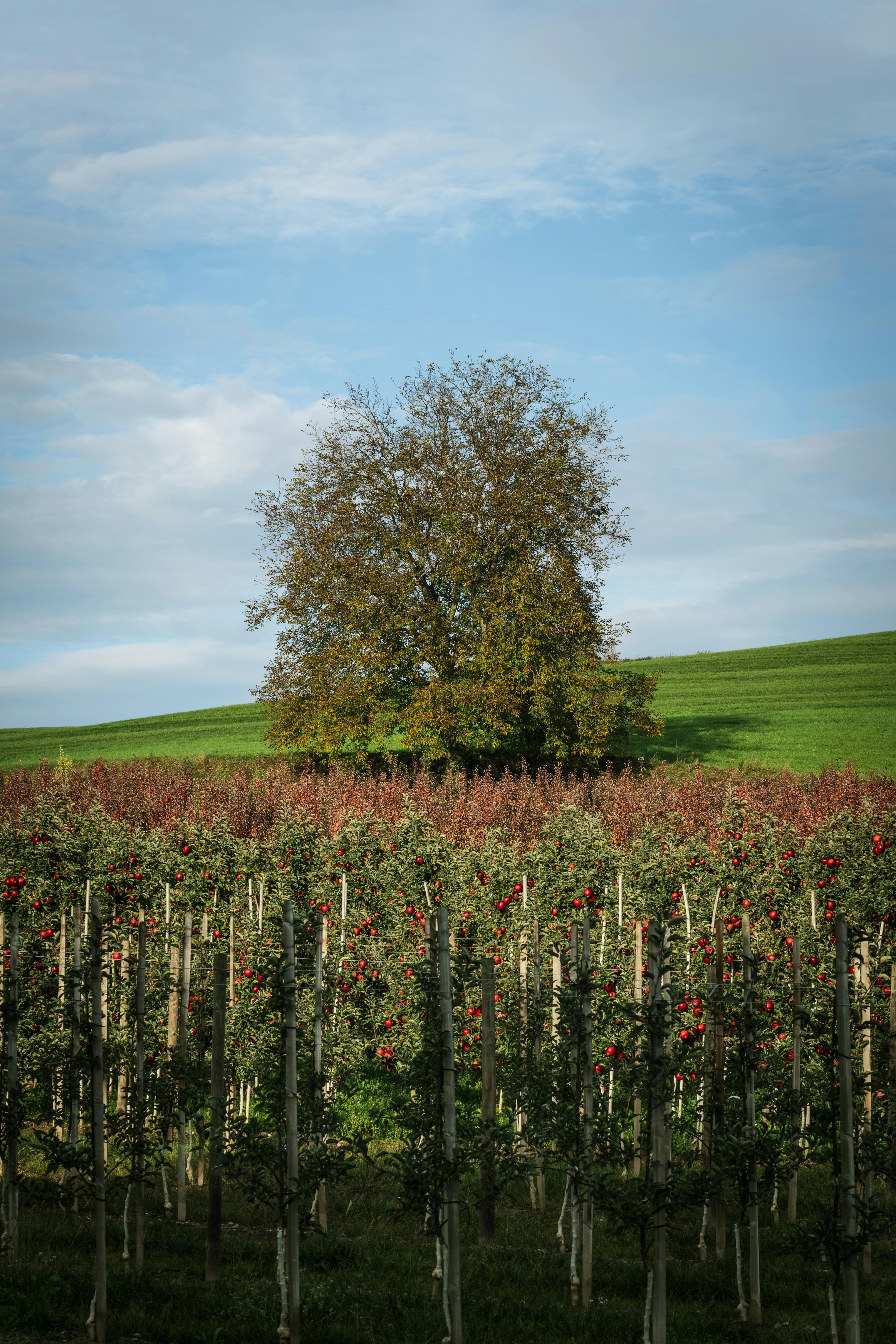 Young Woman Relaxing Under Apple Tree in Orchard · Free Stock Photo