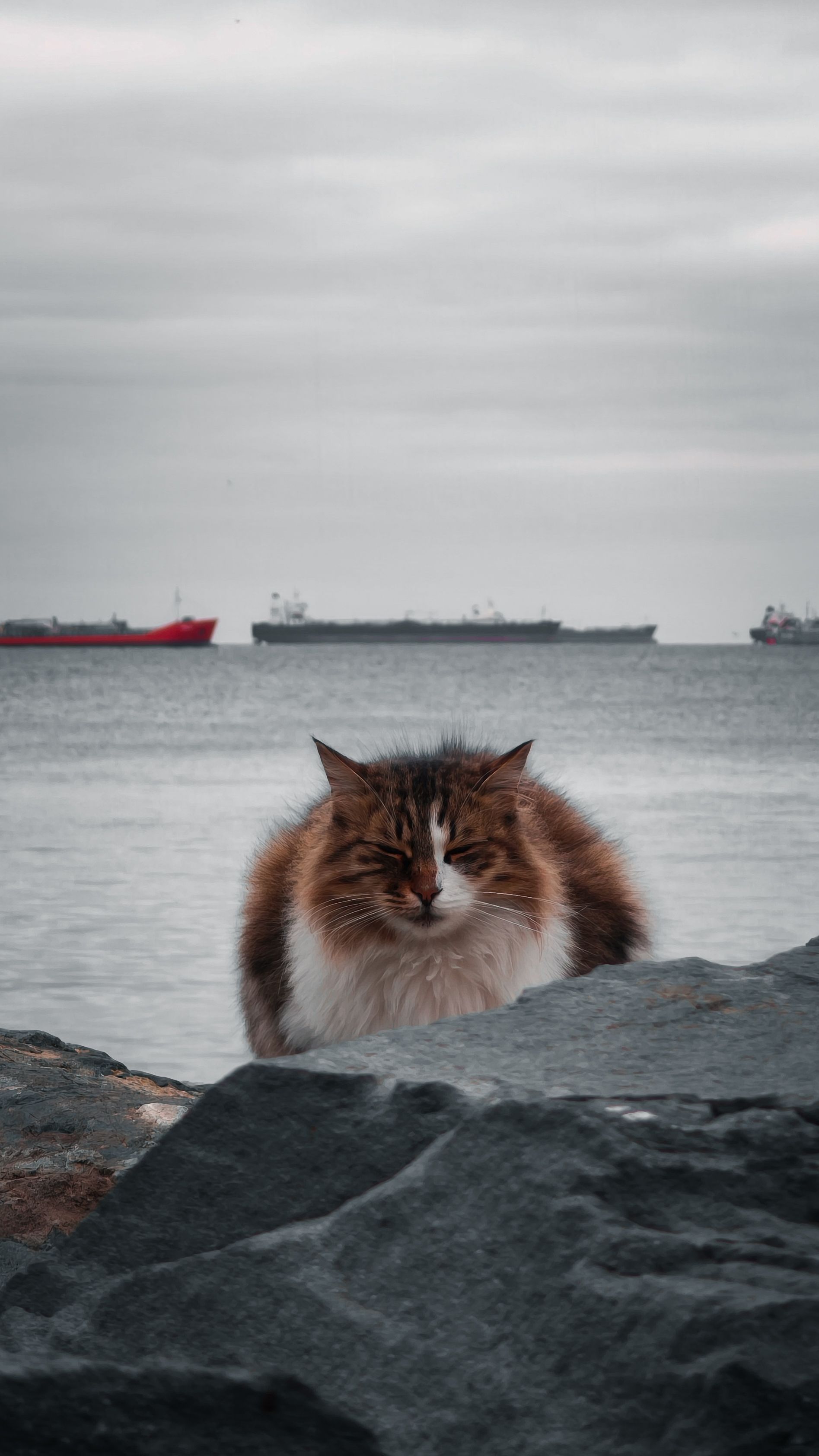 Coastal Cat Resting on Rocks by the Sea · Free Stock Photo