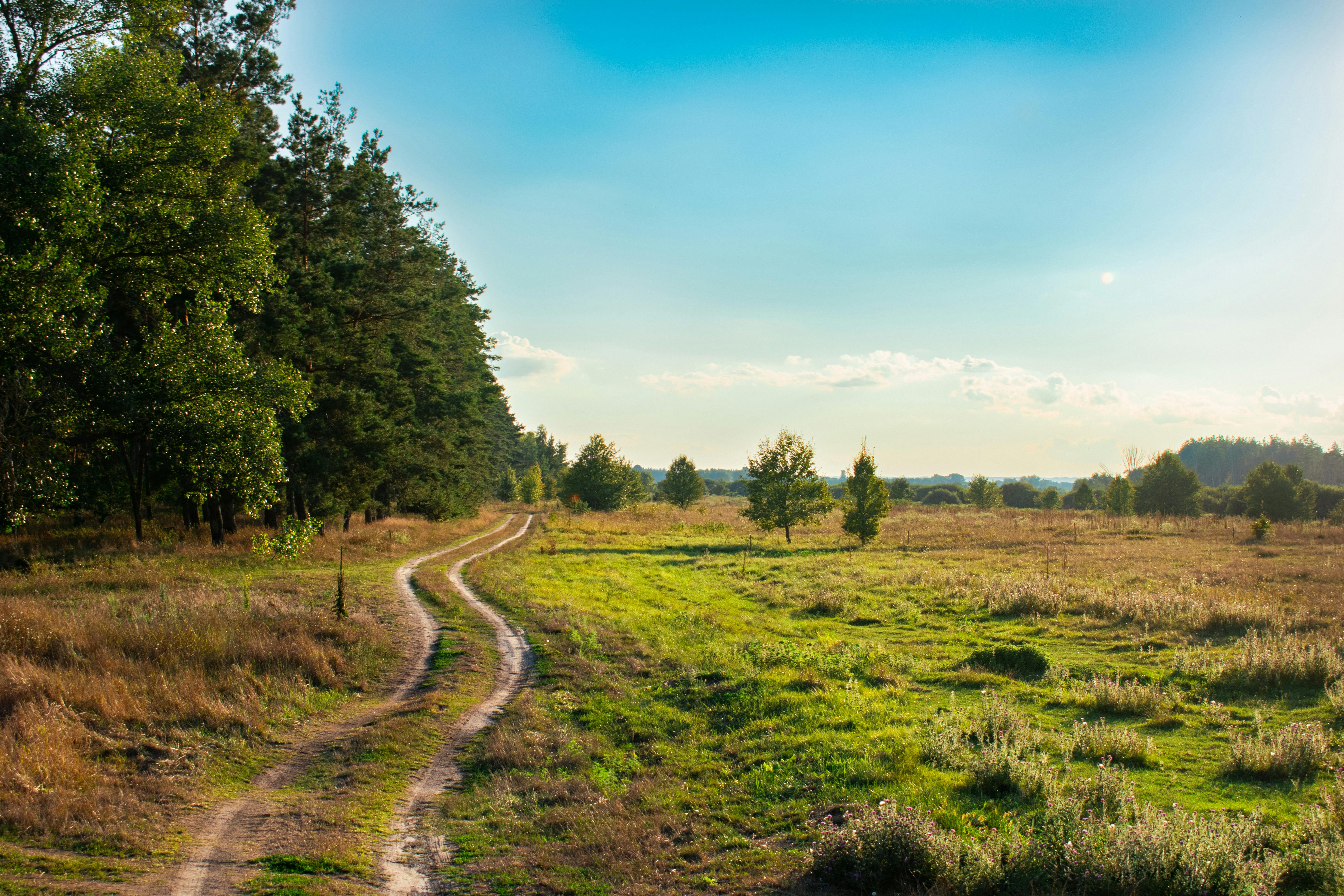 Rustic Country Path Through Scenic Meadow · Free Stock Photo