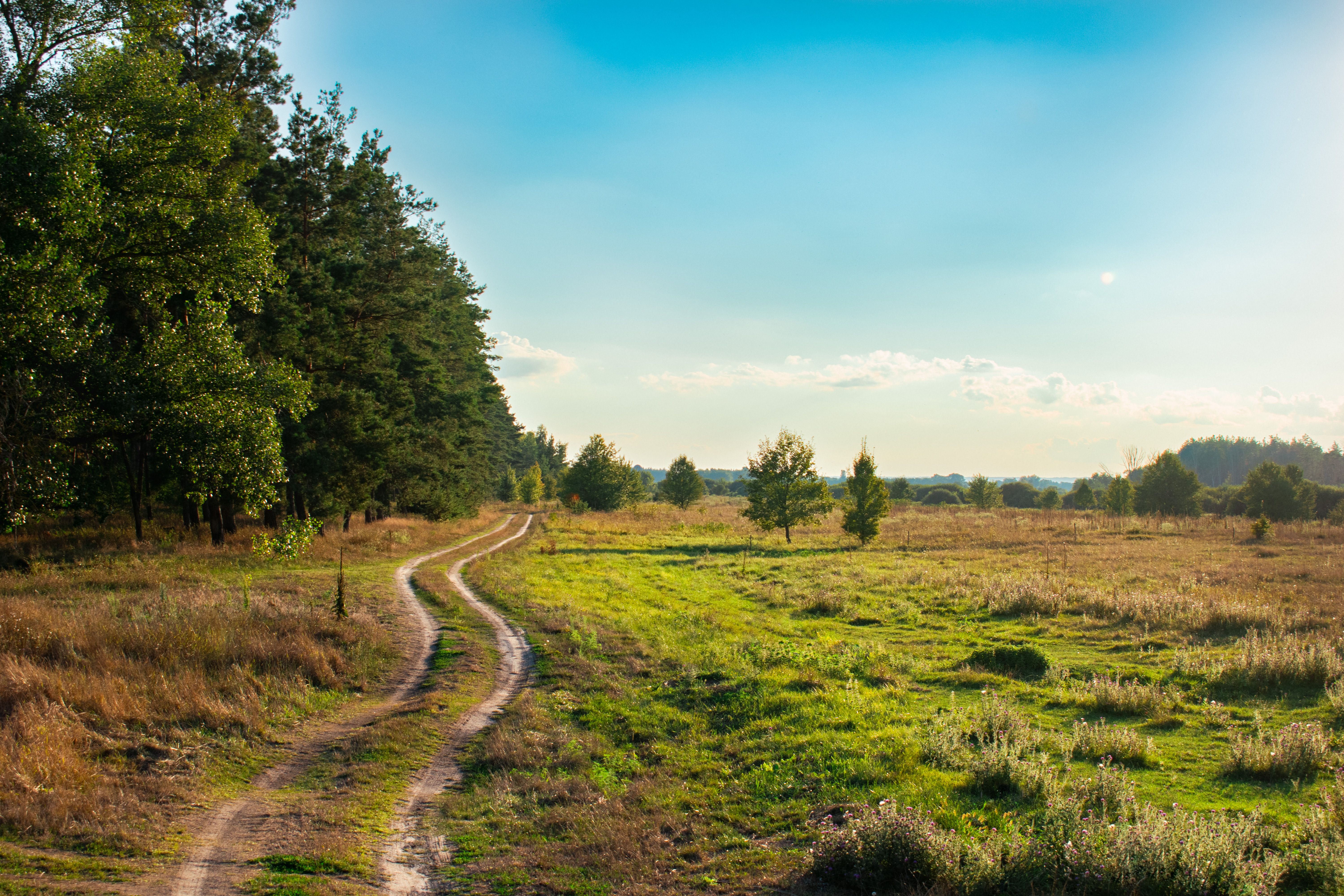 Rustic Country Path Through Scenic Meadow · Free Stock Photo
