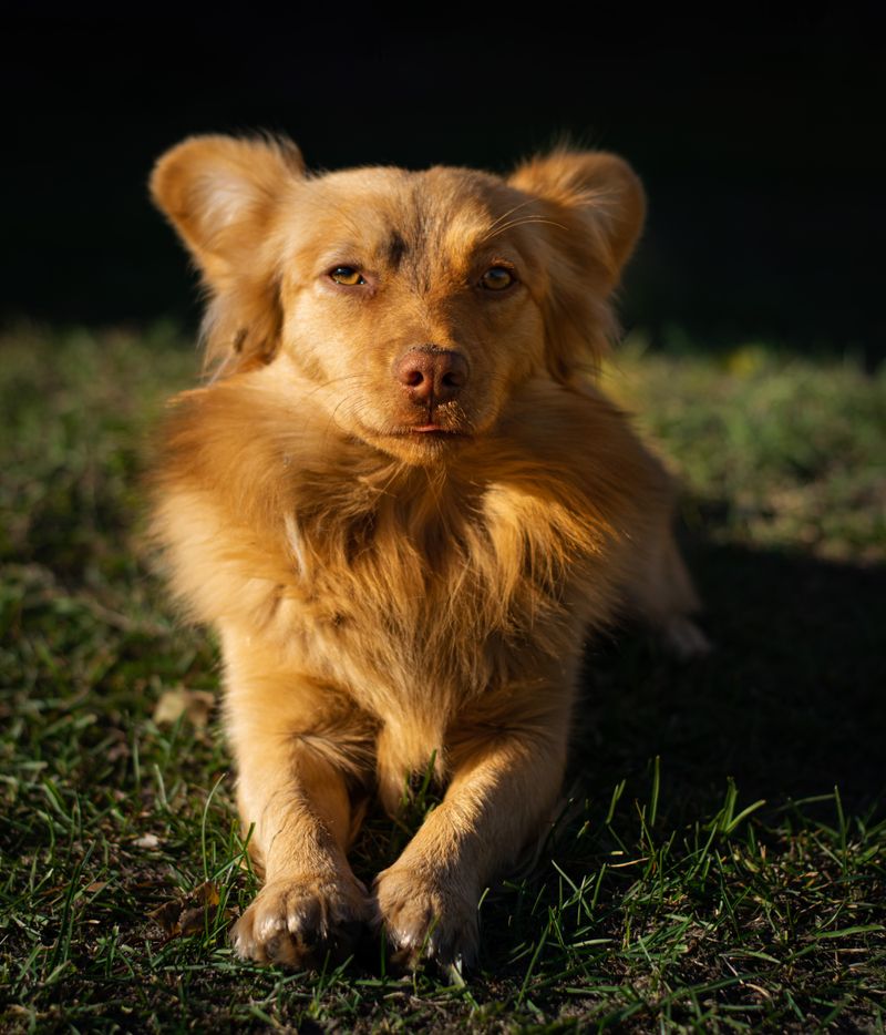 Dog Face Photos, Download The BEST Free Dog Face Stock Photos & HD Images