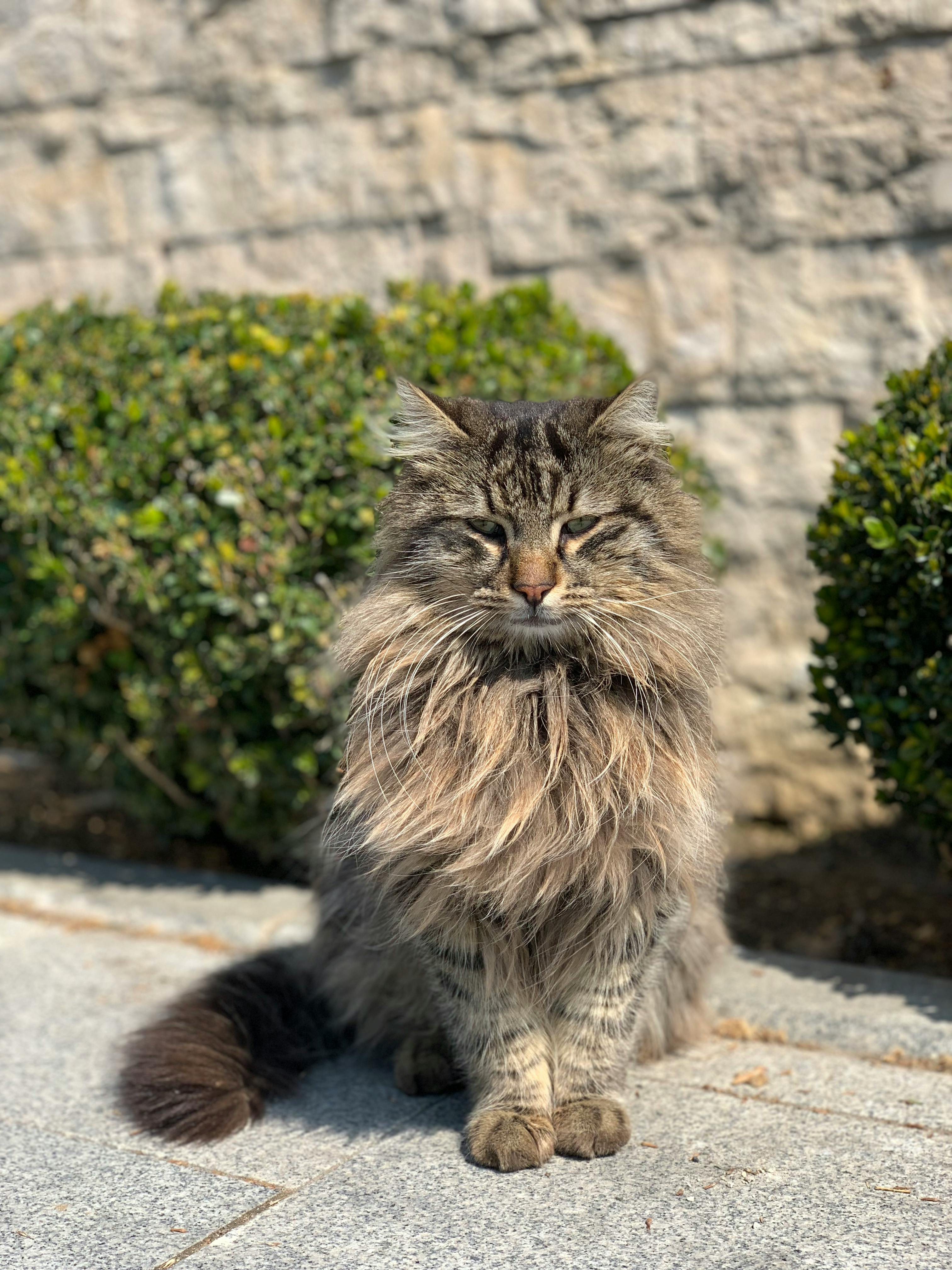 Calm Long-Haired Cat in Sunny Garden · Free Stock Photo