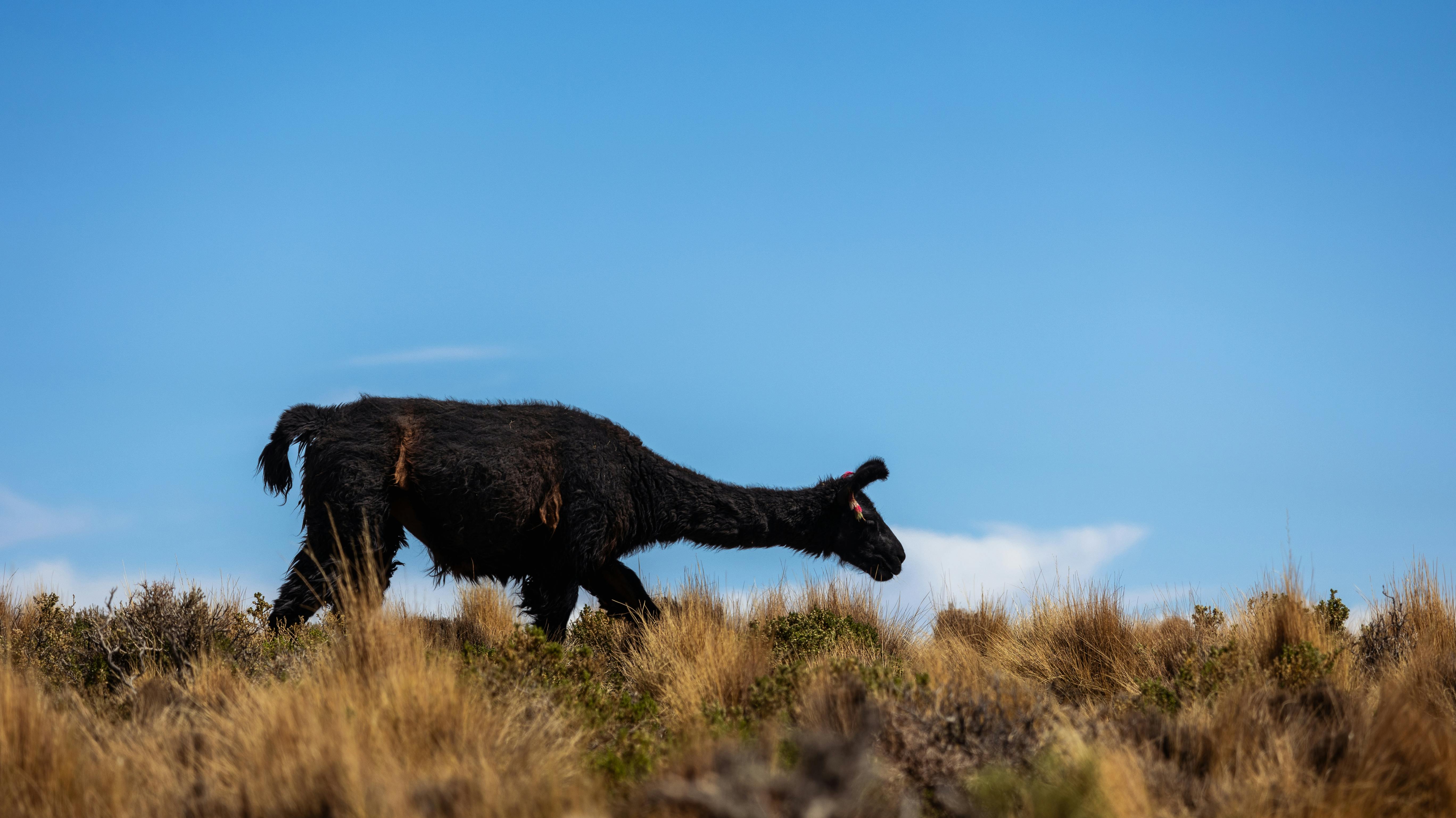 Small Volcano Photos, Download The BEST Free Small Volcano Stock Photos ...