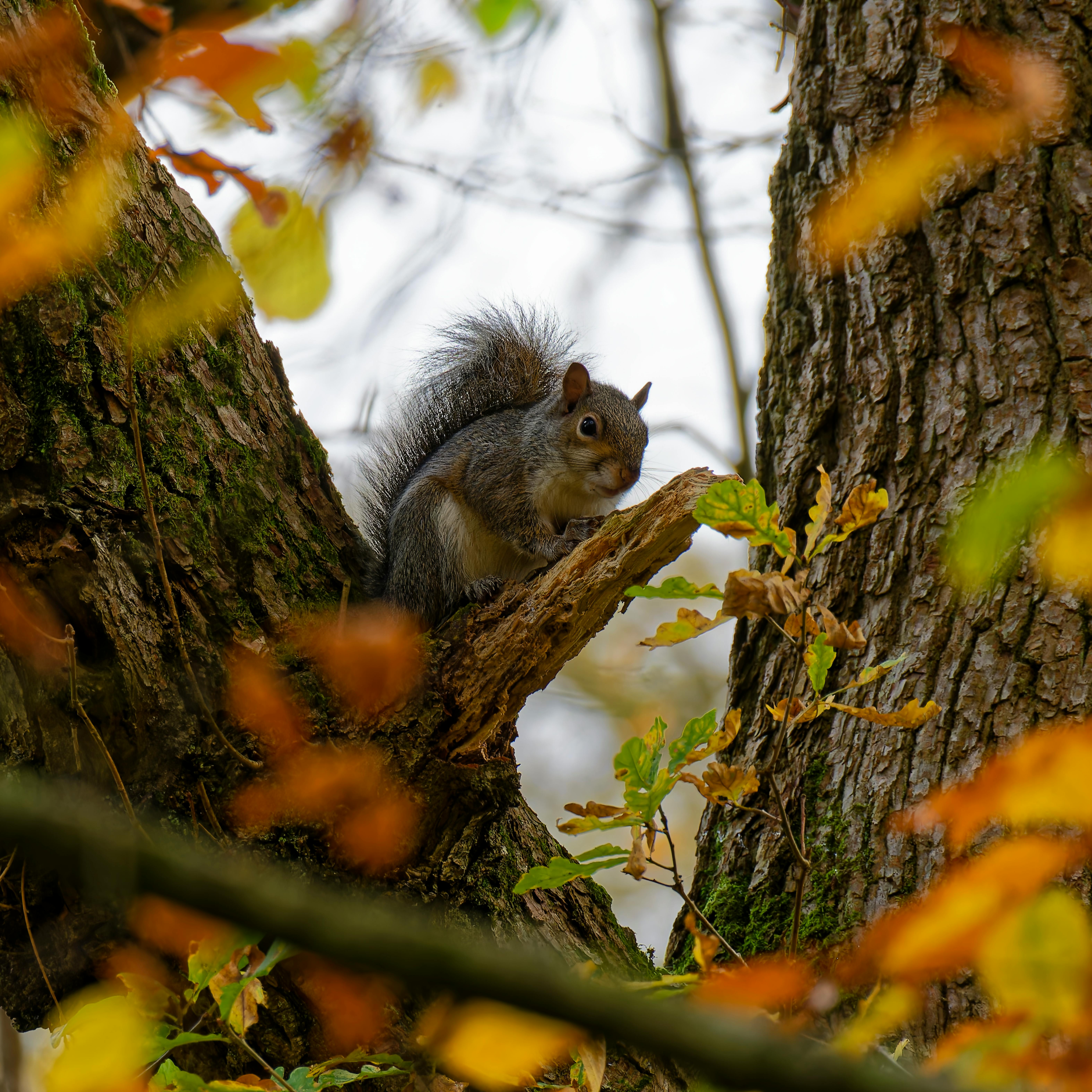 Squirrel Resting on Tree Branch in Autumn · Free Stock Photo