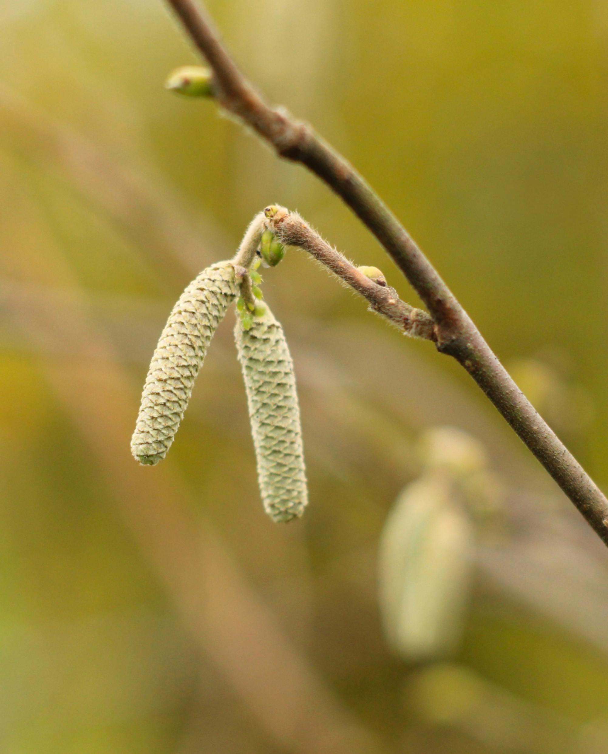Close-Up of Catkins on a Tree Branch · Free Stock Photo