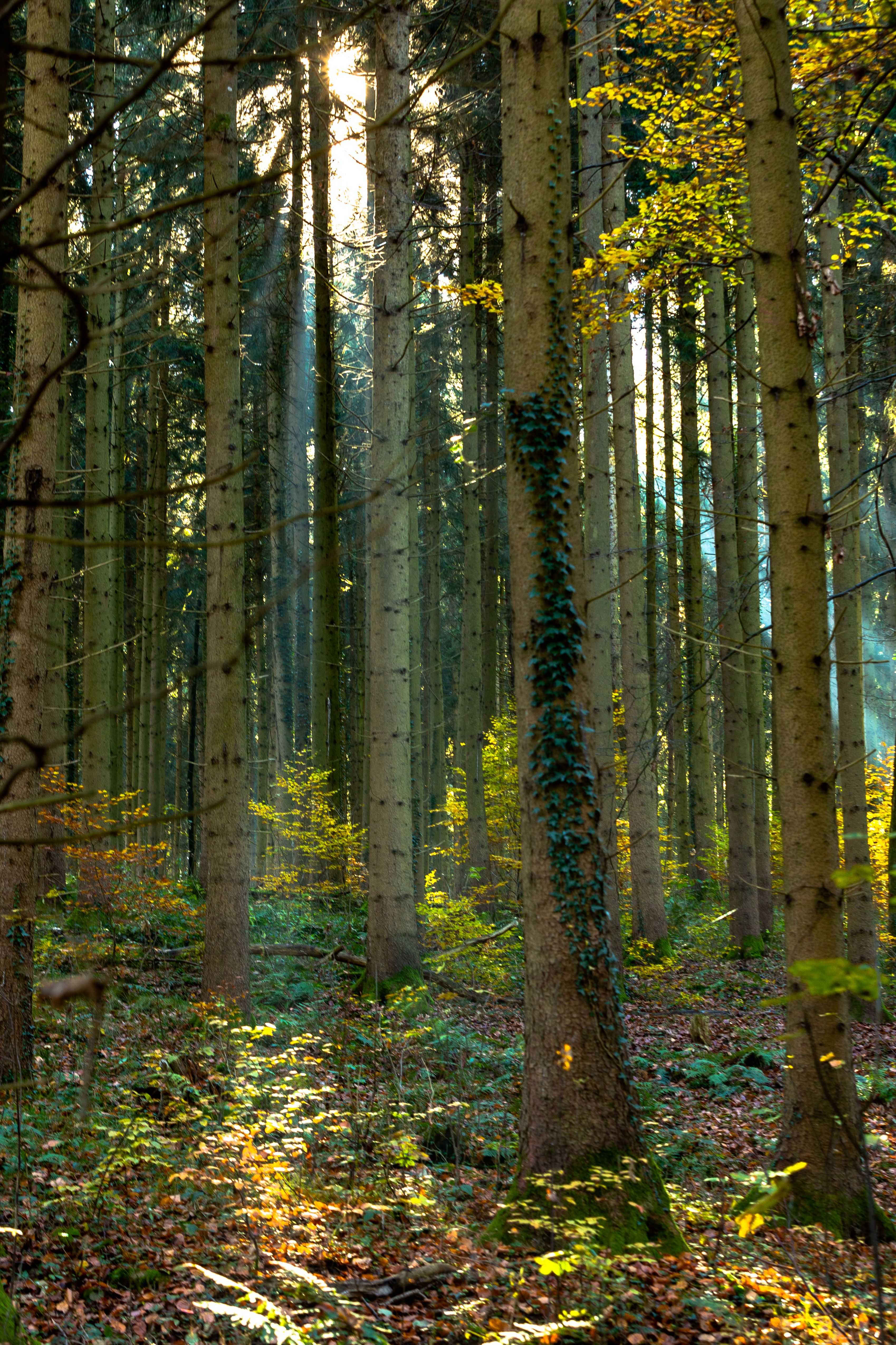 Sunlit Autumn Forest with Mist and Foliage · Free Stock Photo