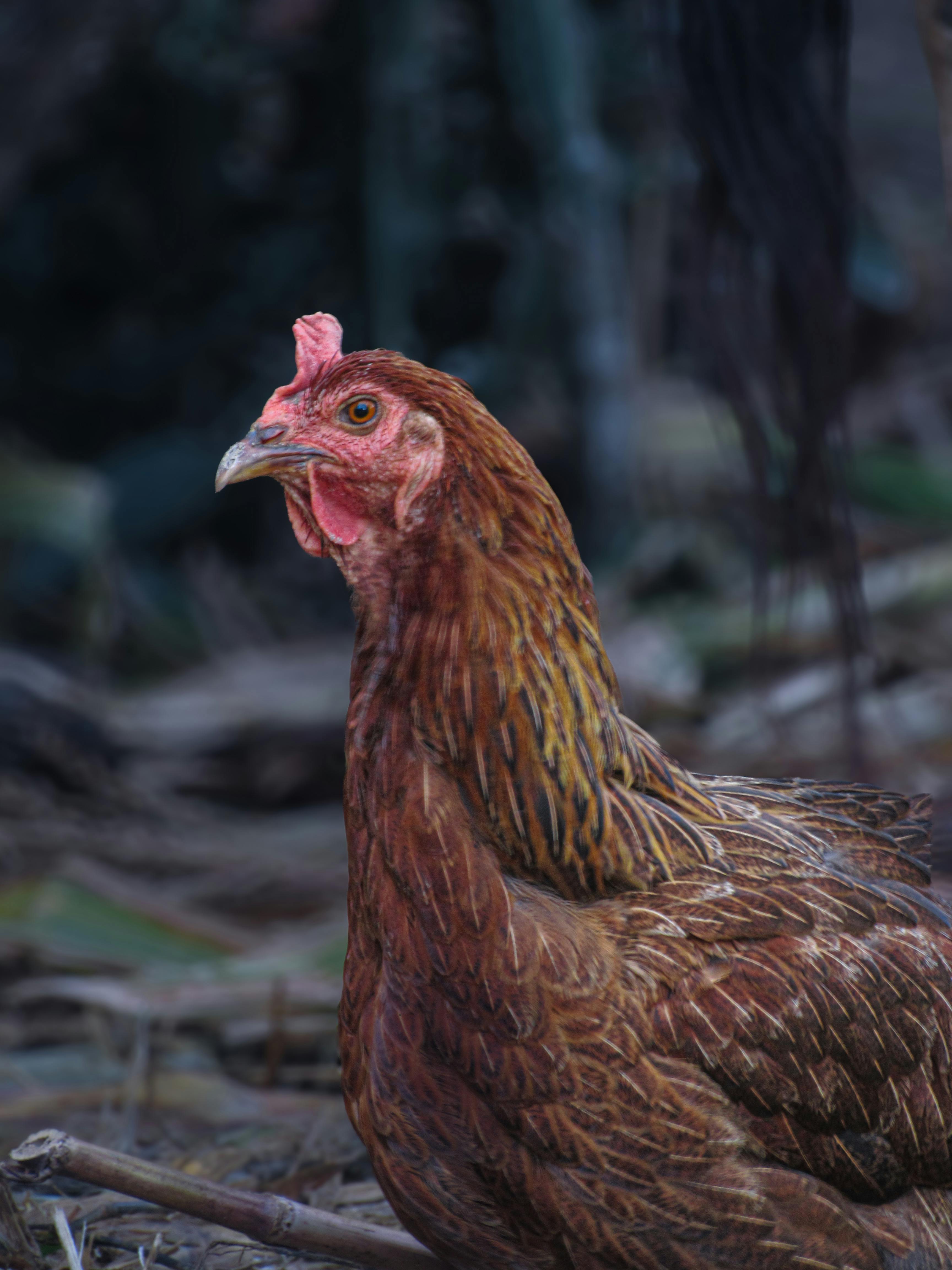 Trace Hen Photos, Download The BEST Free Trace Hen Stock Photos & HD Images
