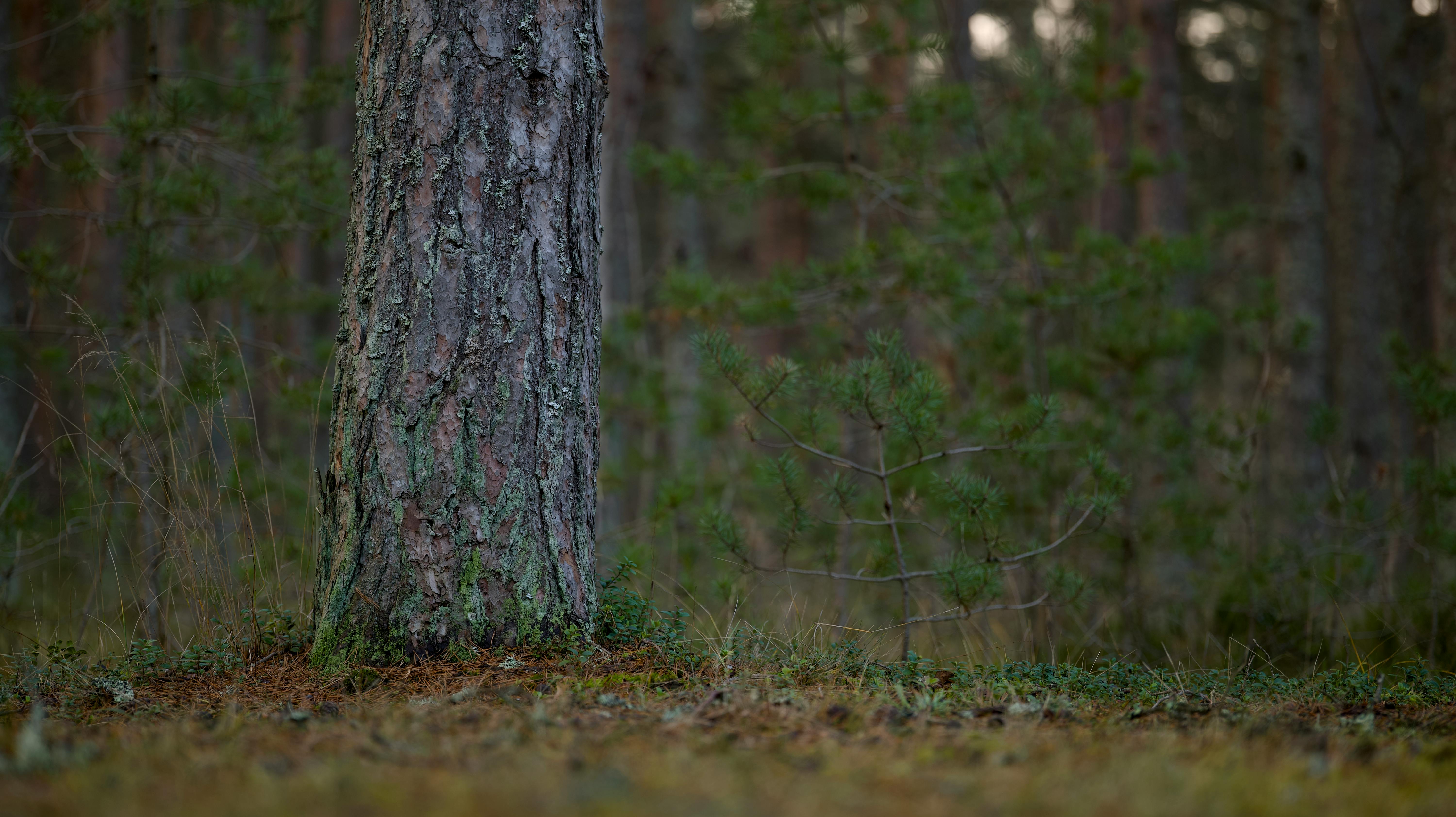 Basing Wood Photos, Download The BEST Free Basing Wood Stock Photos ...