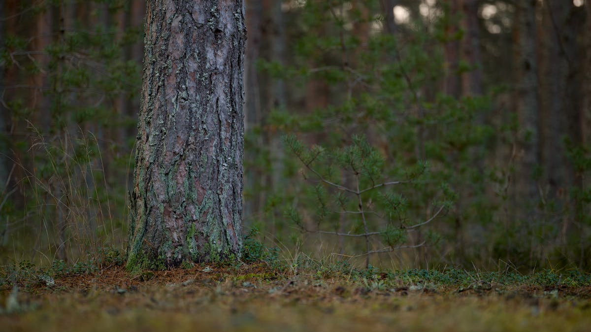 Big Tree Photos, Download The BEST Free Big Tree Stock Photos & HD Images