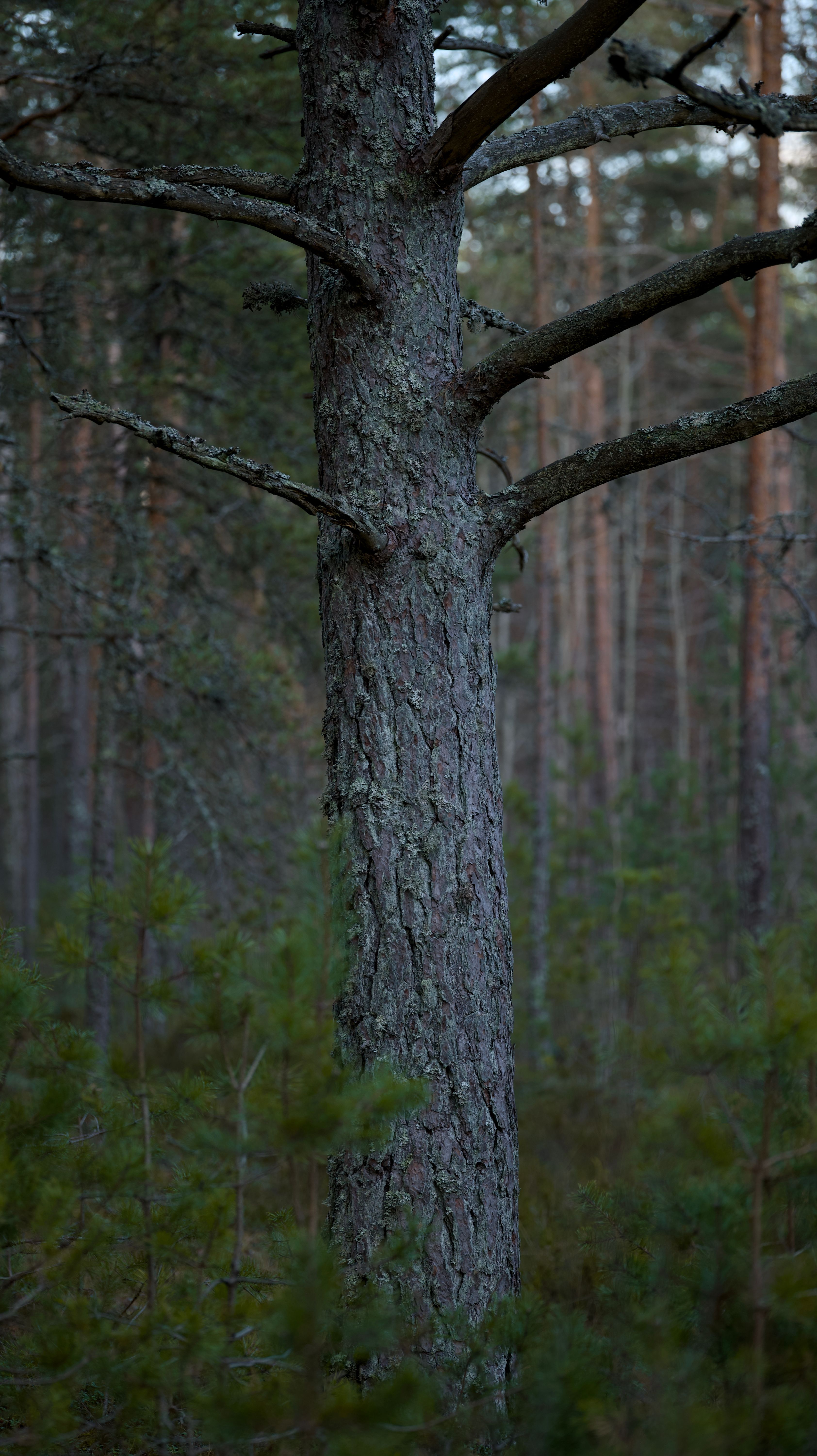 Tall Tree in Tranquil Forest Setting · Free Stock Photo