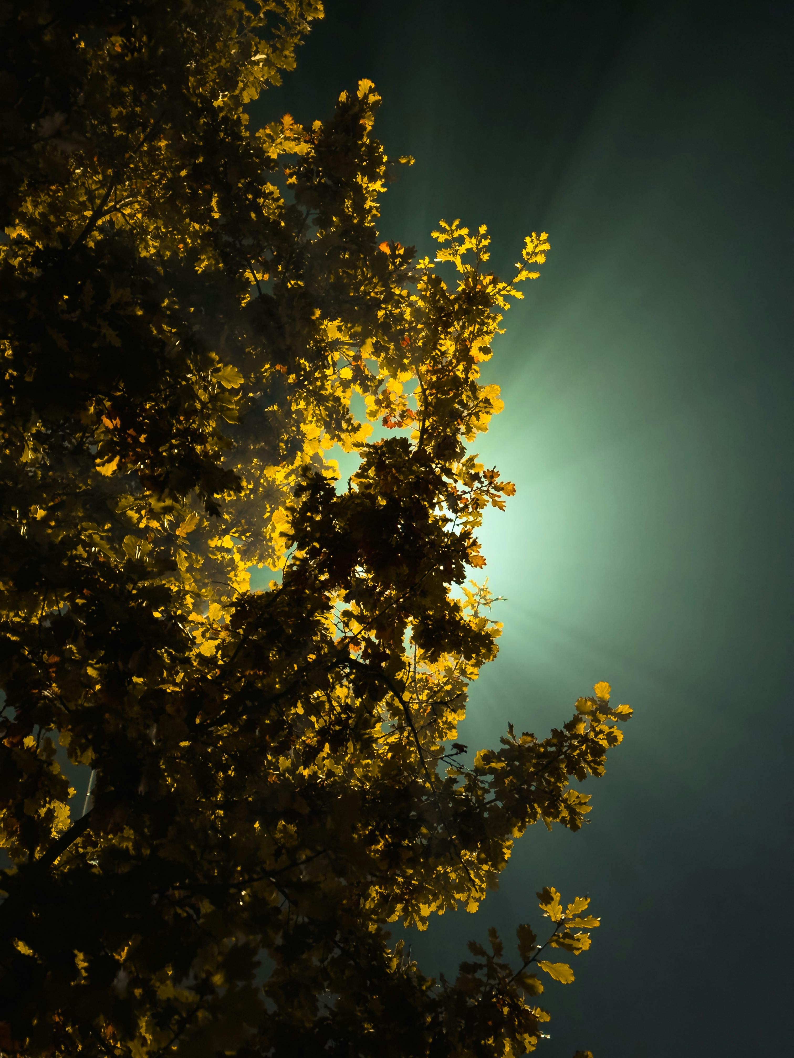 Sunlight Filtering Through Autumn Leaves · Free Stock Photo