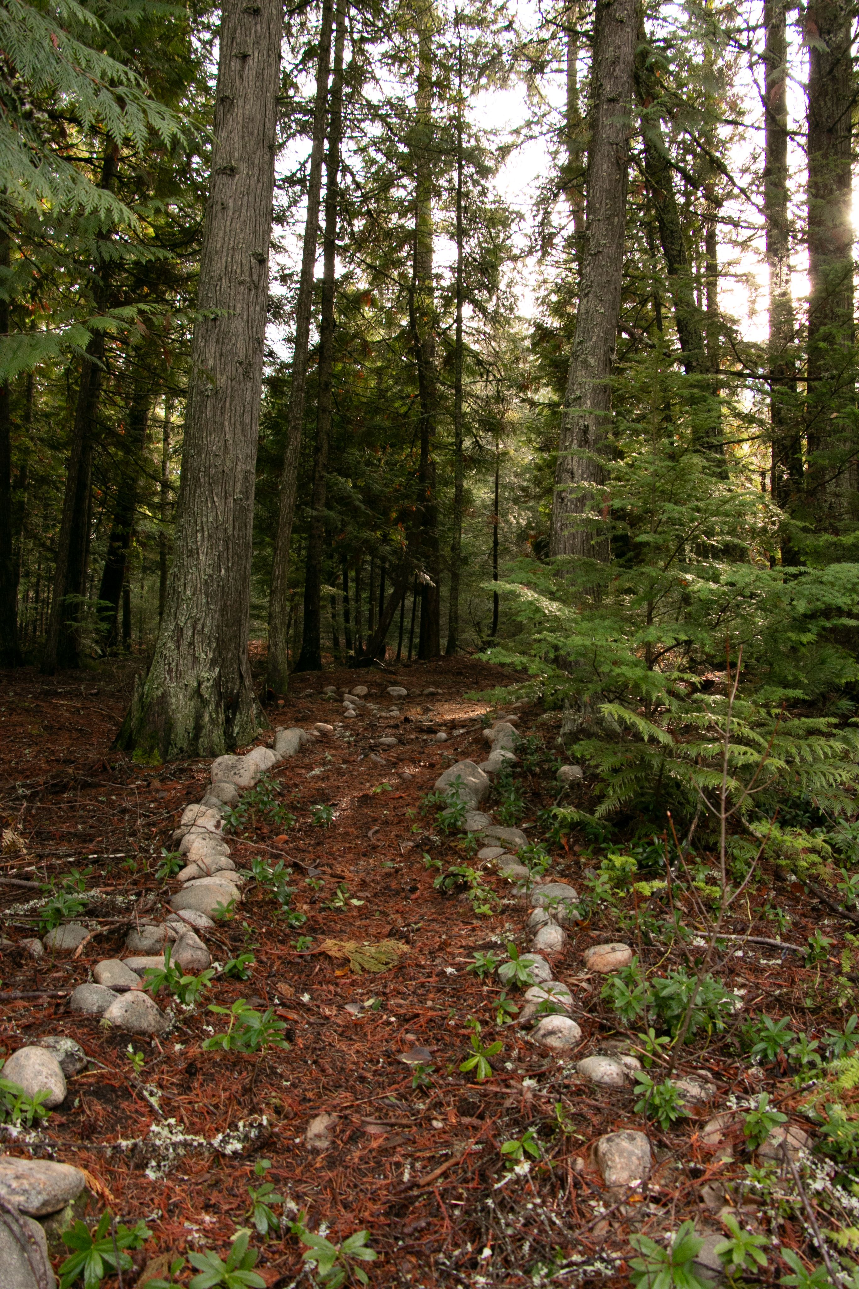 Tranquil Forest Path in British Columbia · Free Stock Photo