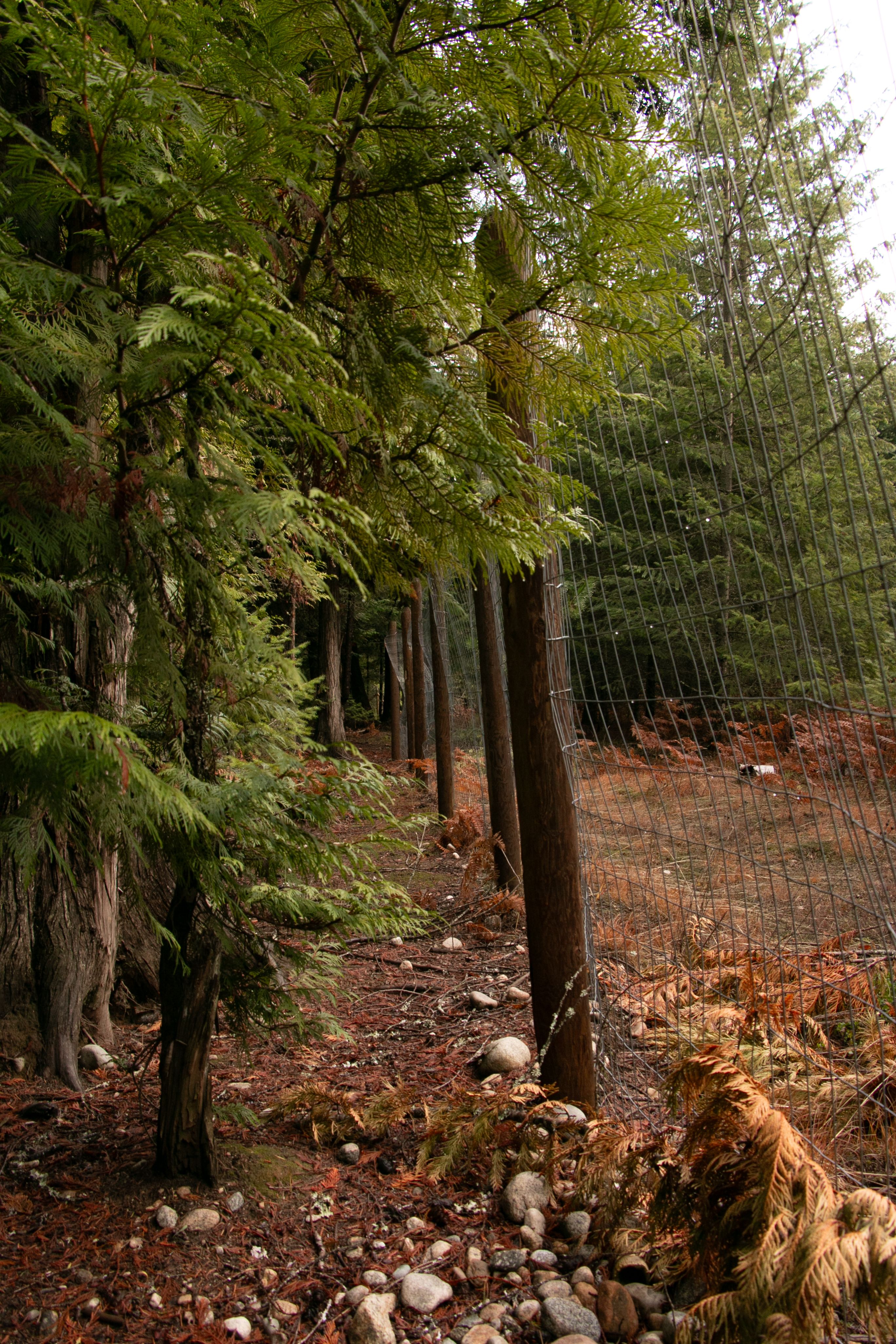 Lush Forest Path with Wire Fence in British Columbia · Free Stock Photo