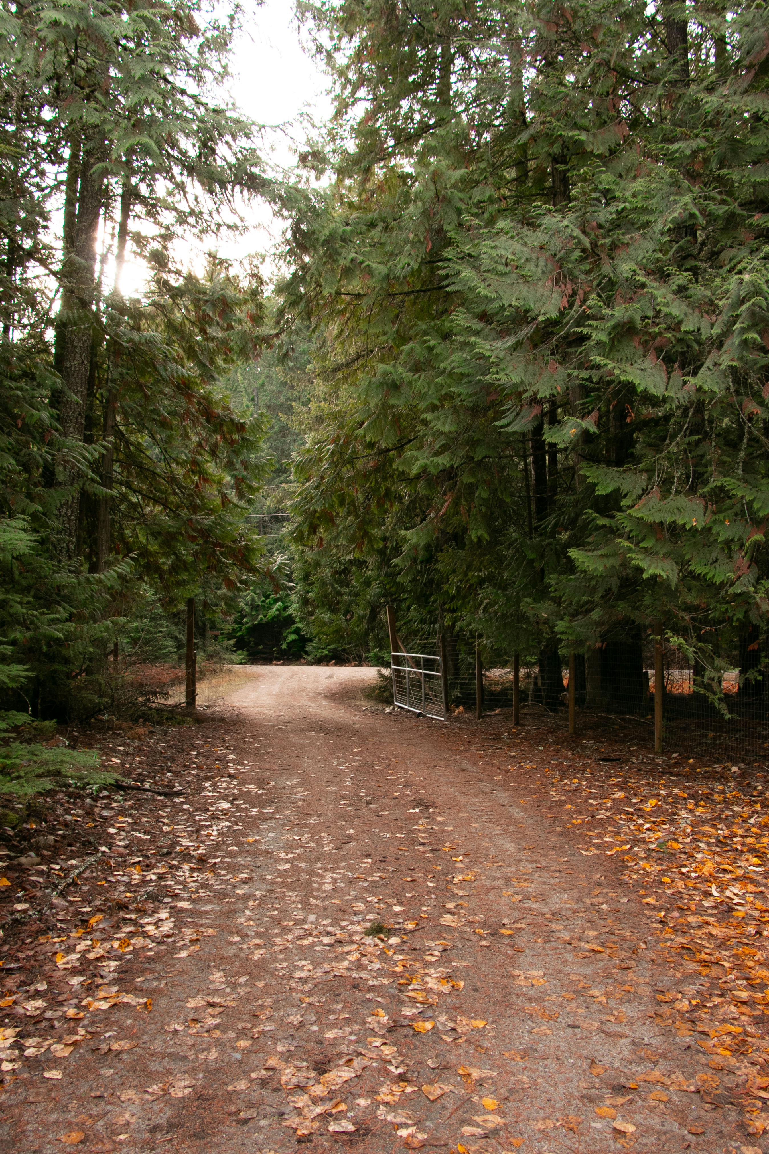 Serene Autumn Pathway in British Columbia Forest · Free Stock Photo