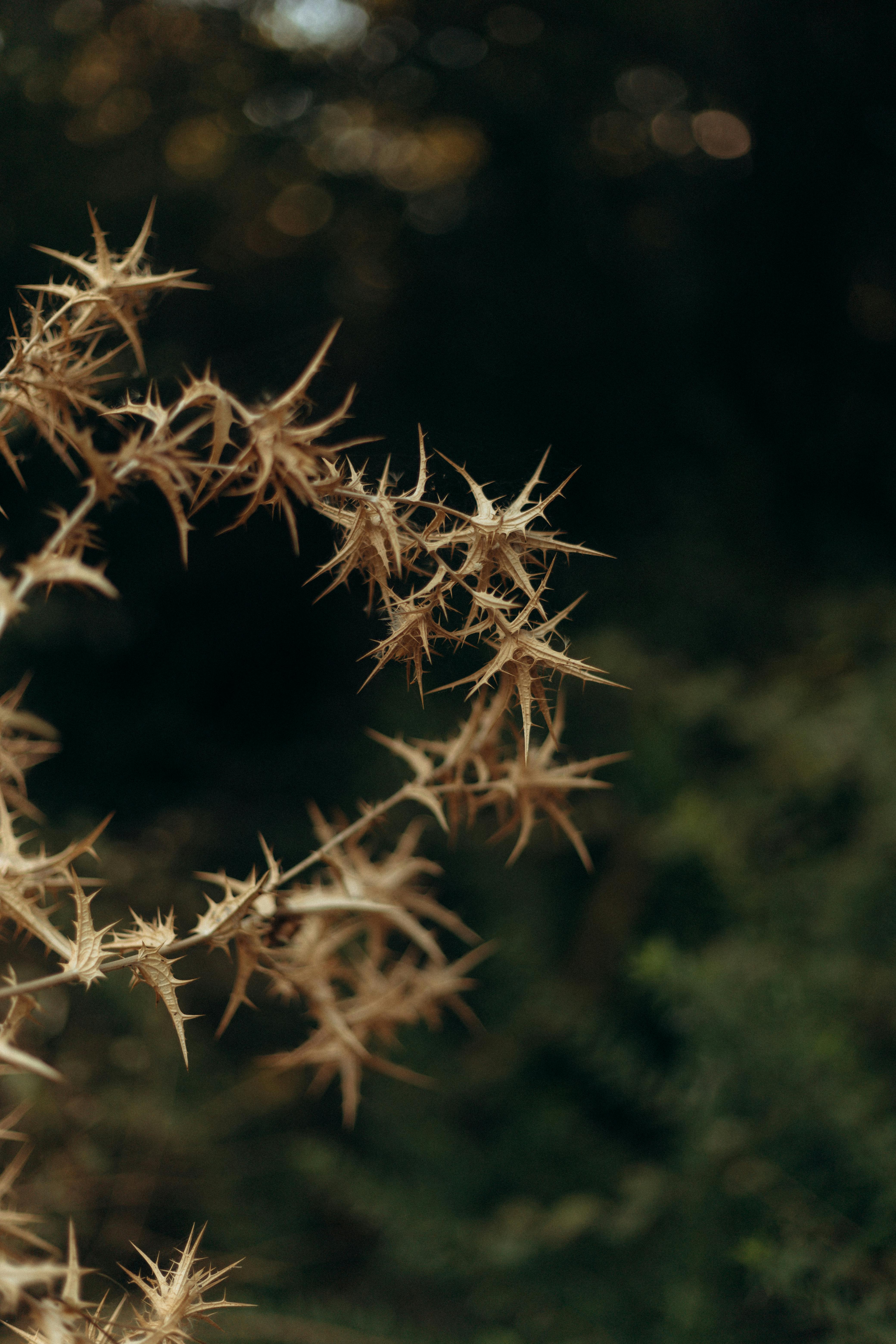 Thorn Details Photos, Download The BEST Free Thorn Details Stock Photos ...