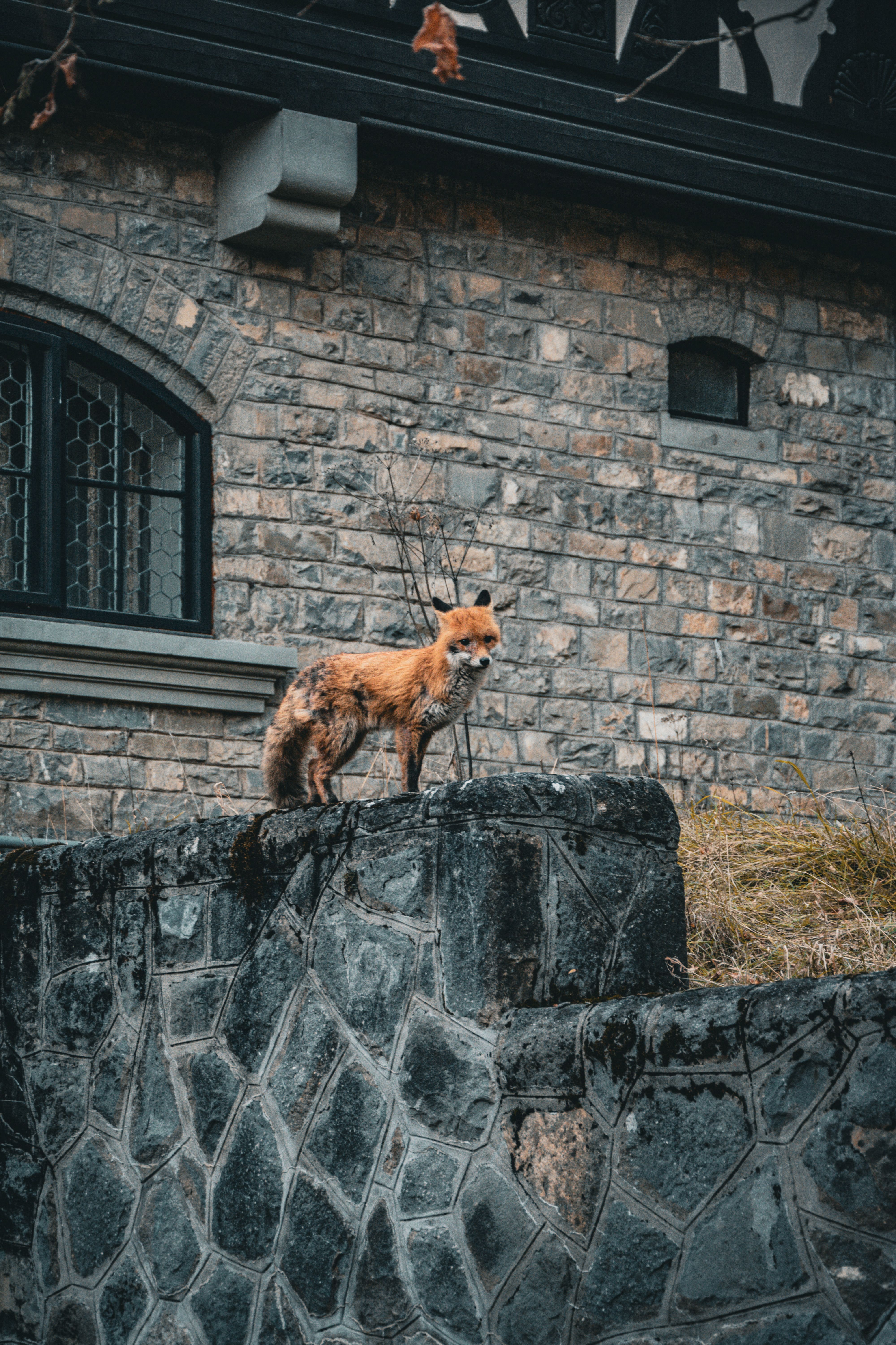 Majestic Red Fox on Stone Wall at Castle · Free Stock Photo