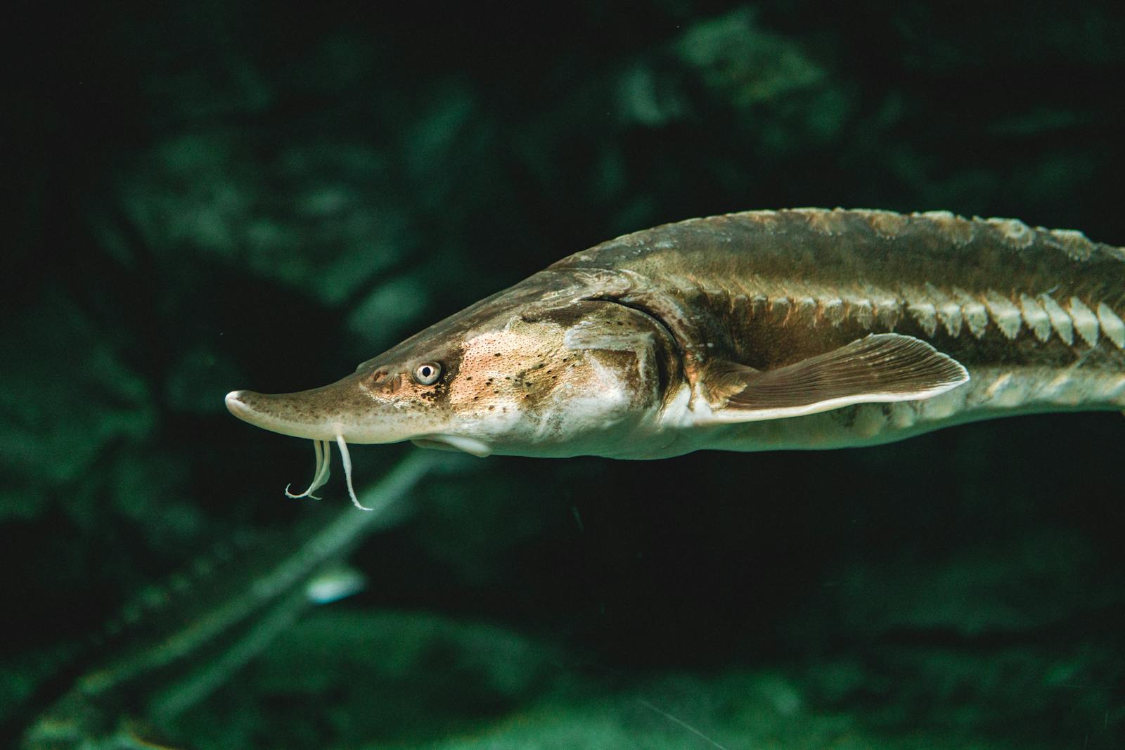 Fish Underwater Photos, Download The BEST Free Fish Underwater Stock ...