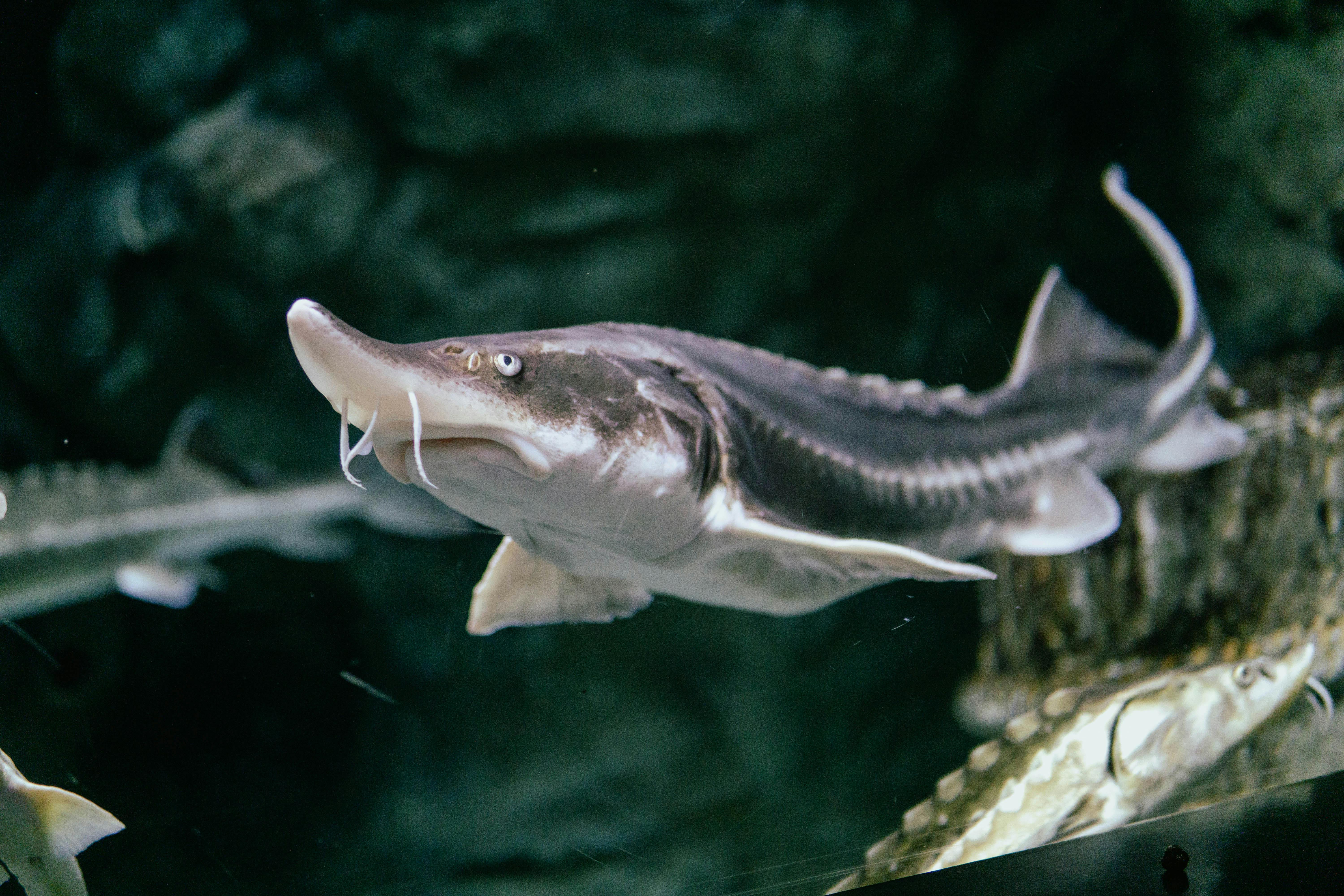 Close-up of a Sturgeon Swimming Underwater · Free Stock Photo