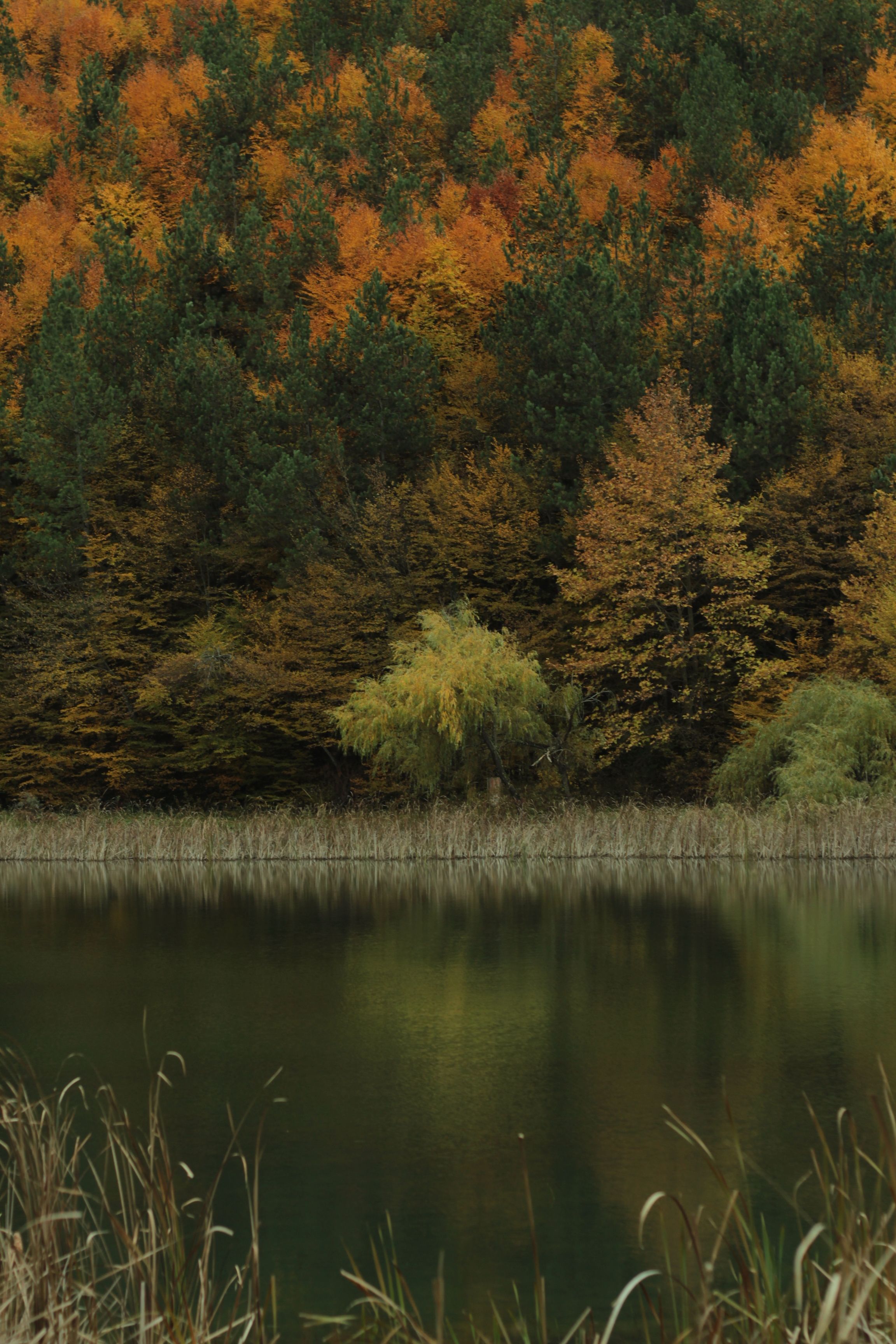 Serene Autumn Landscape in Mengen, Turkey · Free Stock Photo
